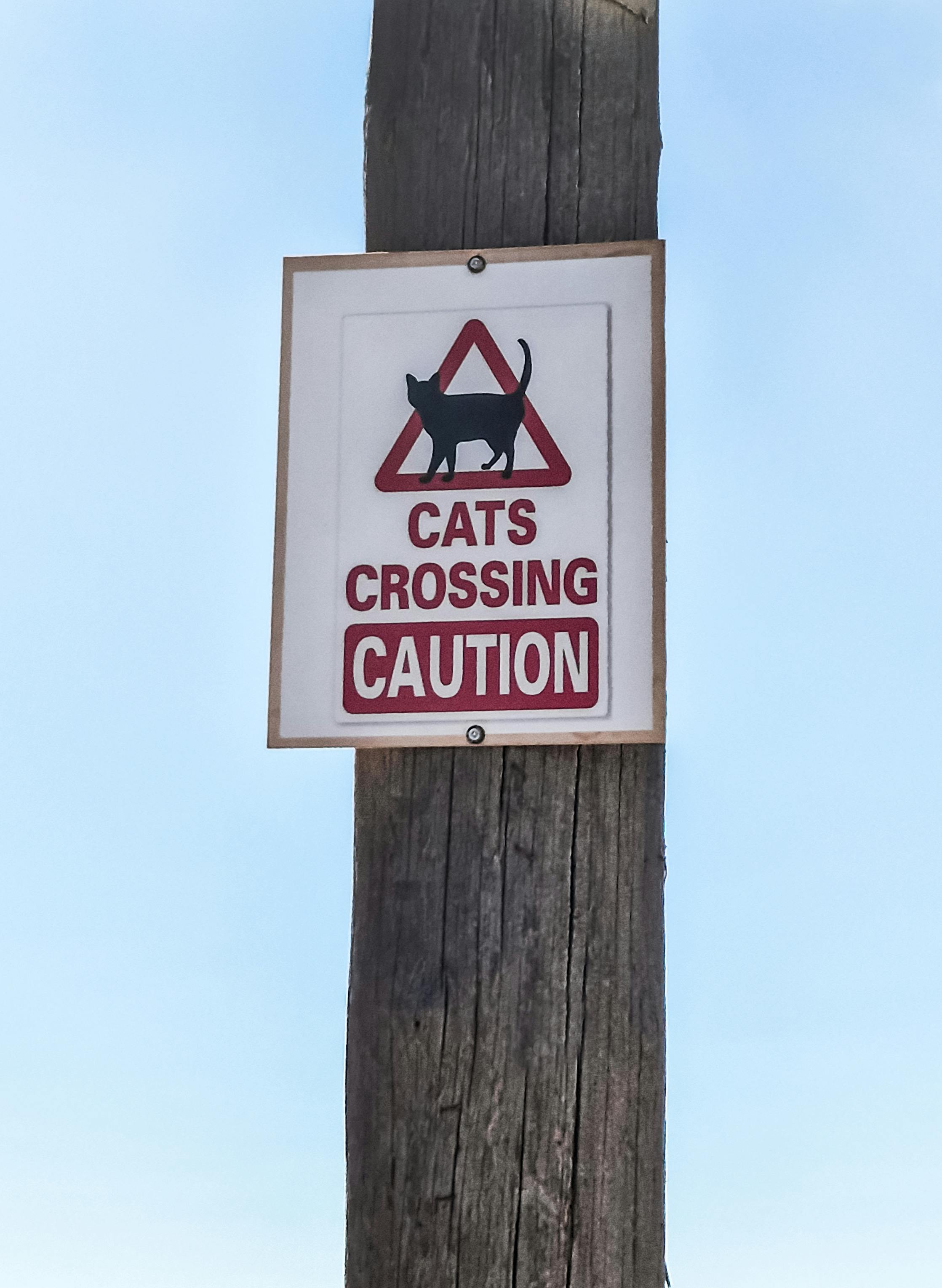 Cats Crossing Warning Board · Free Stock Photo