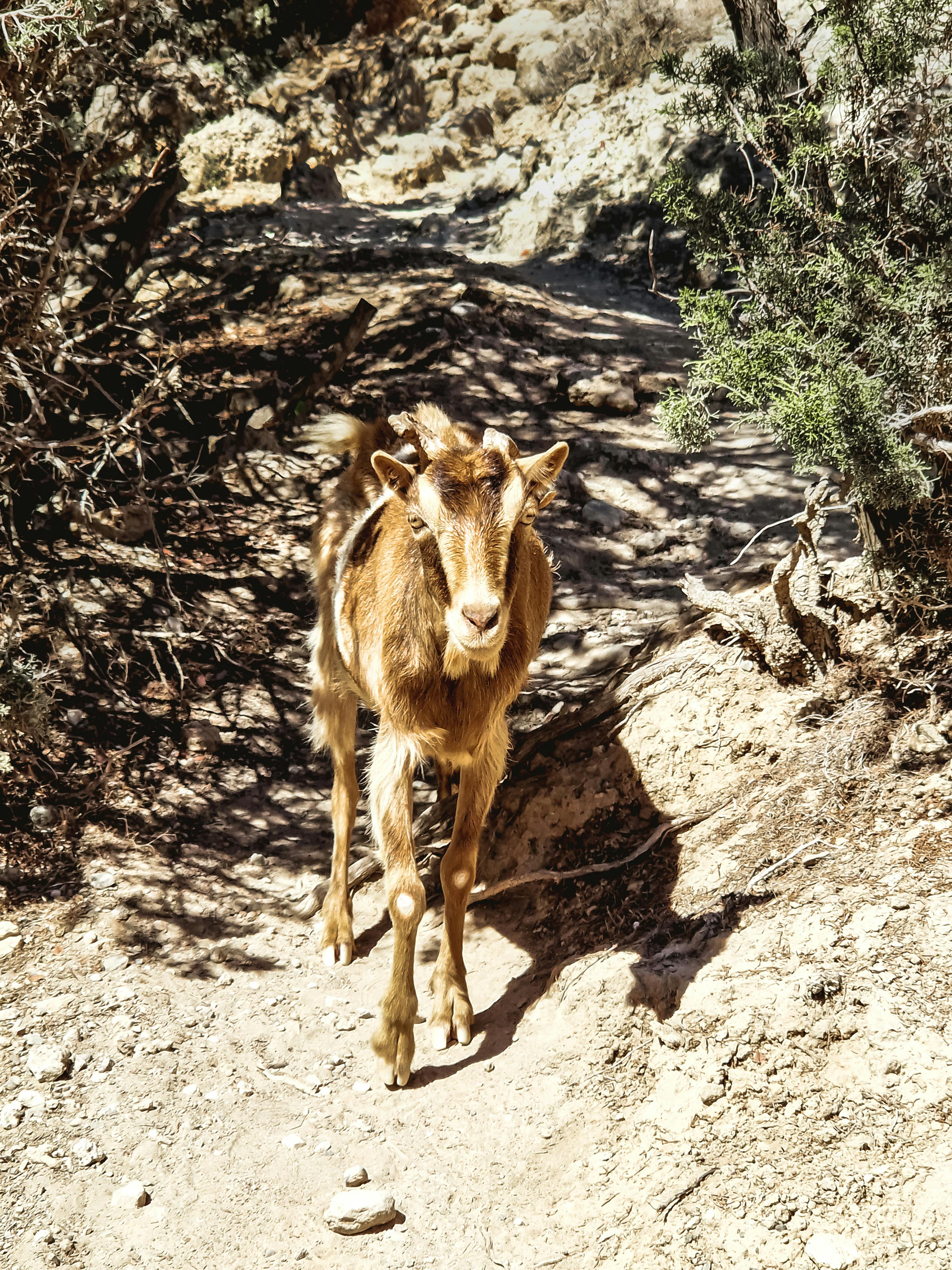 Goat on Rocky Mountain Path · Free Stock Photo