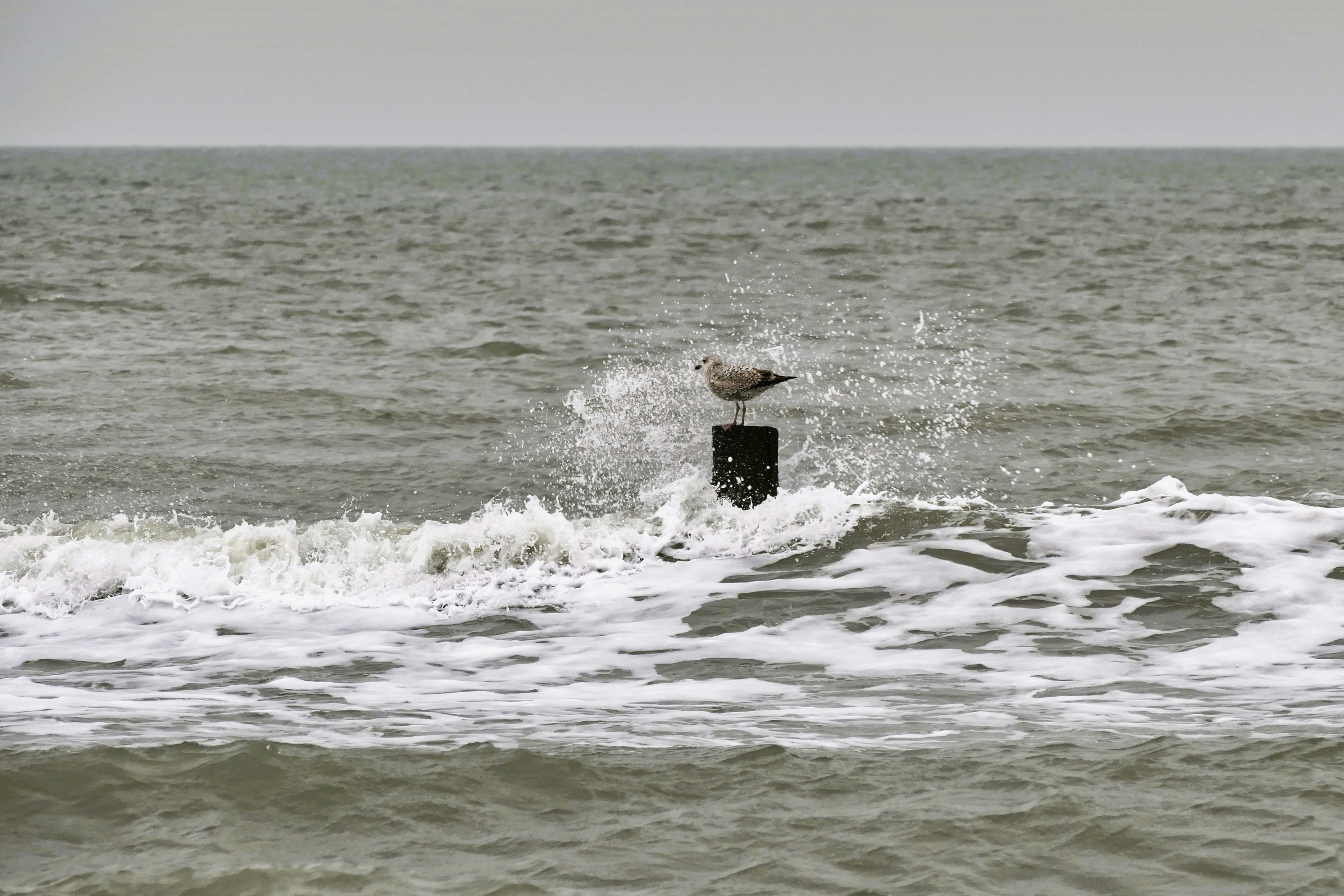 Storm Or Flood Photos, Download The BEST Free Storm Or Flood Stock ...