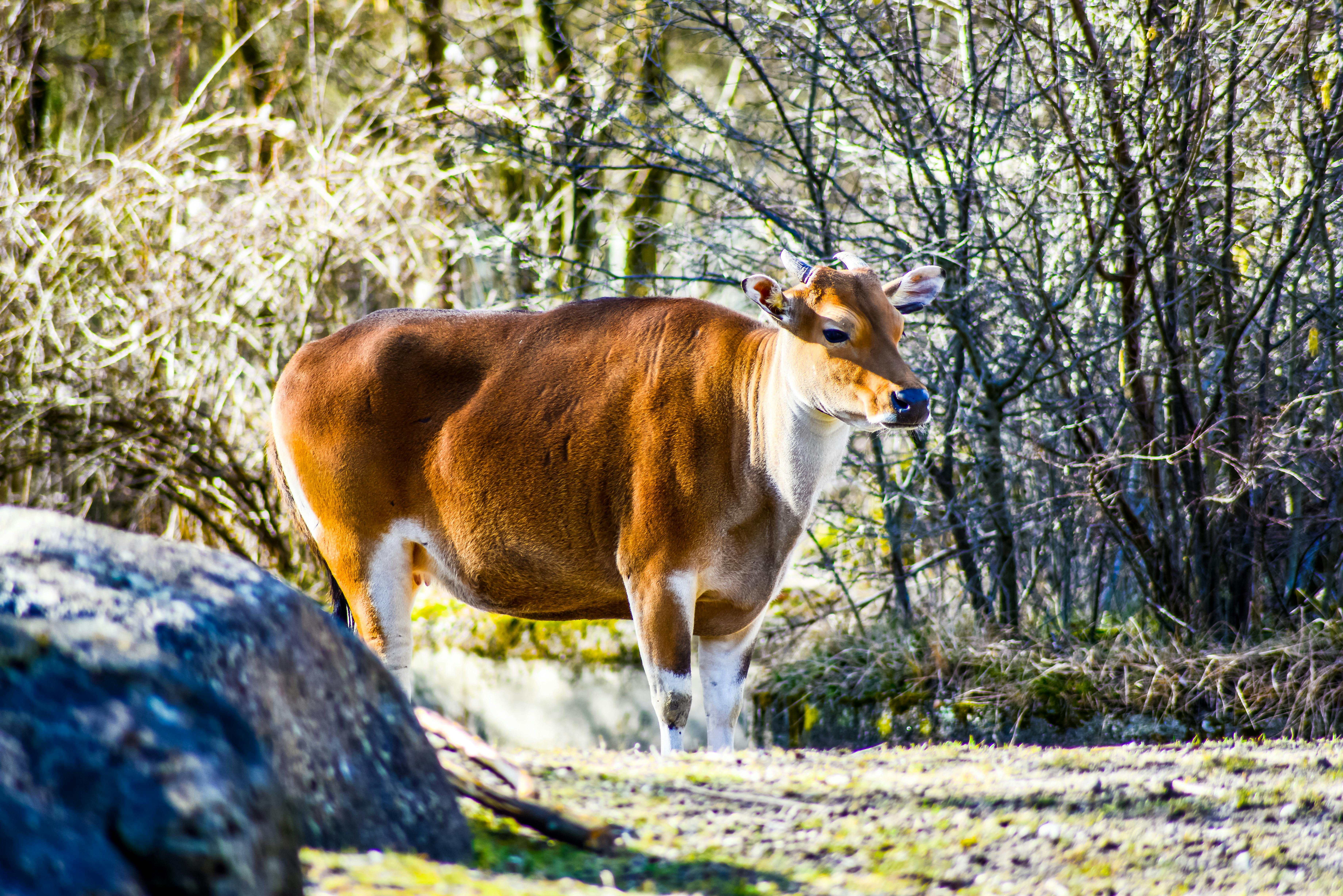 Cow near Socotra Dragon Tree · Free Stock Photo