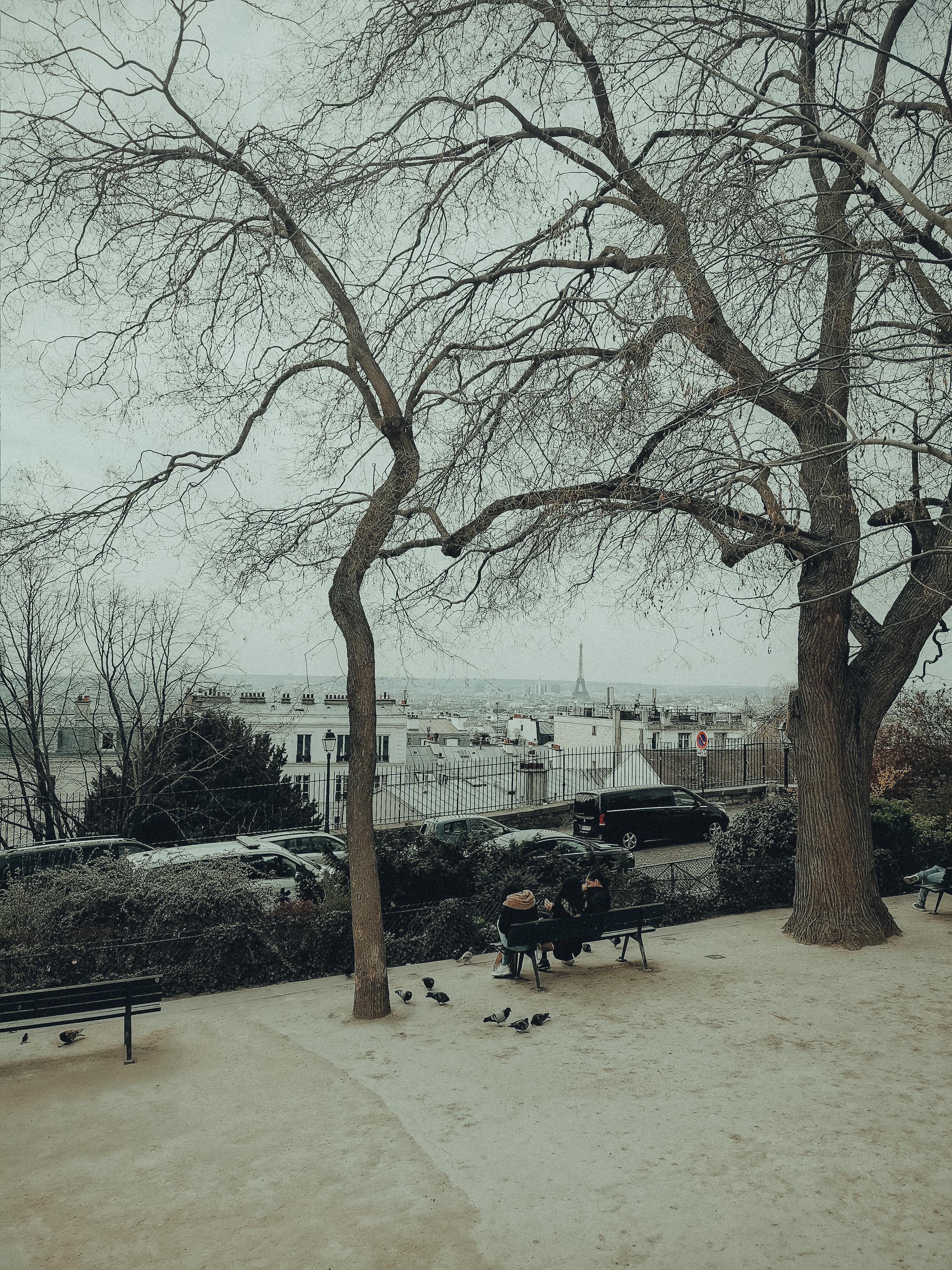 Empty Trees by the Pavement in Paris · Free Stock Photo