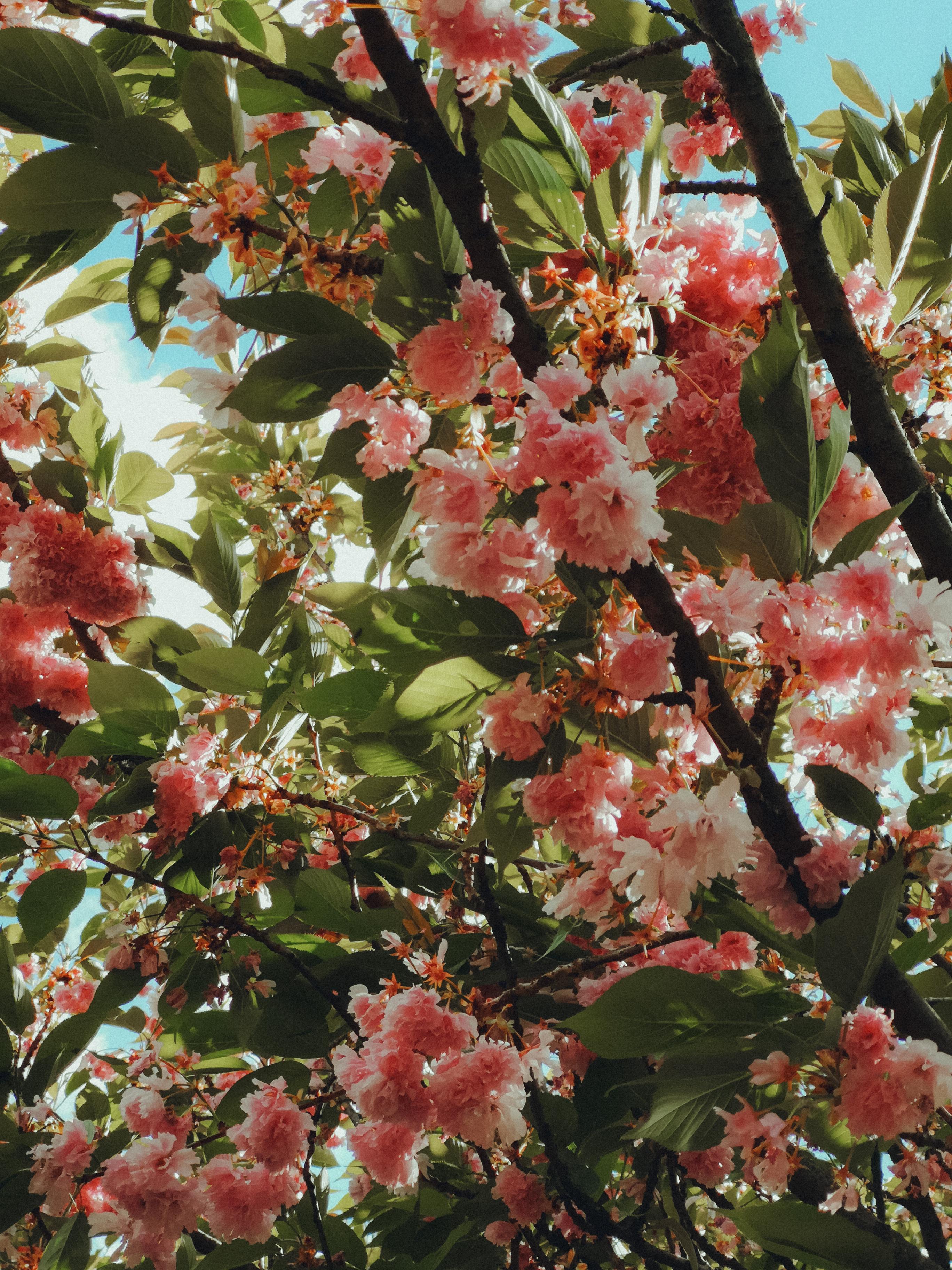 Church Spring Photos, Download The BEST Free Church Spring Stock Photos ...