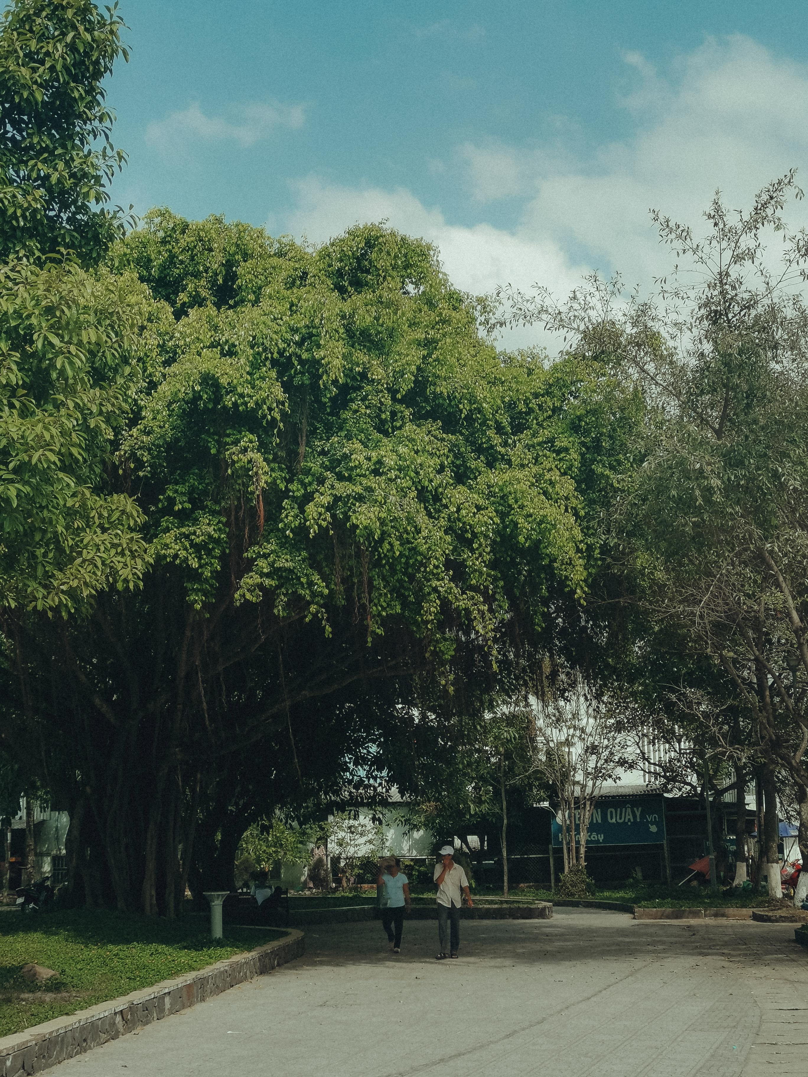 Pedestrian Walking Under Leaves of Large Tree in Park · Free Stock Photo