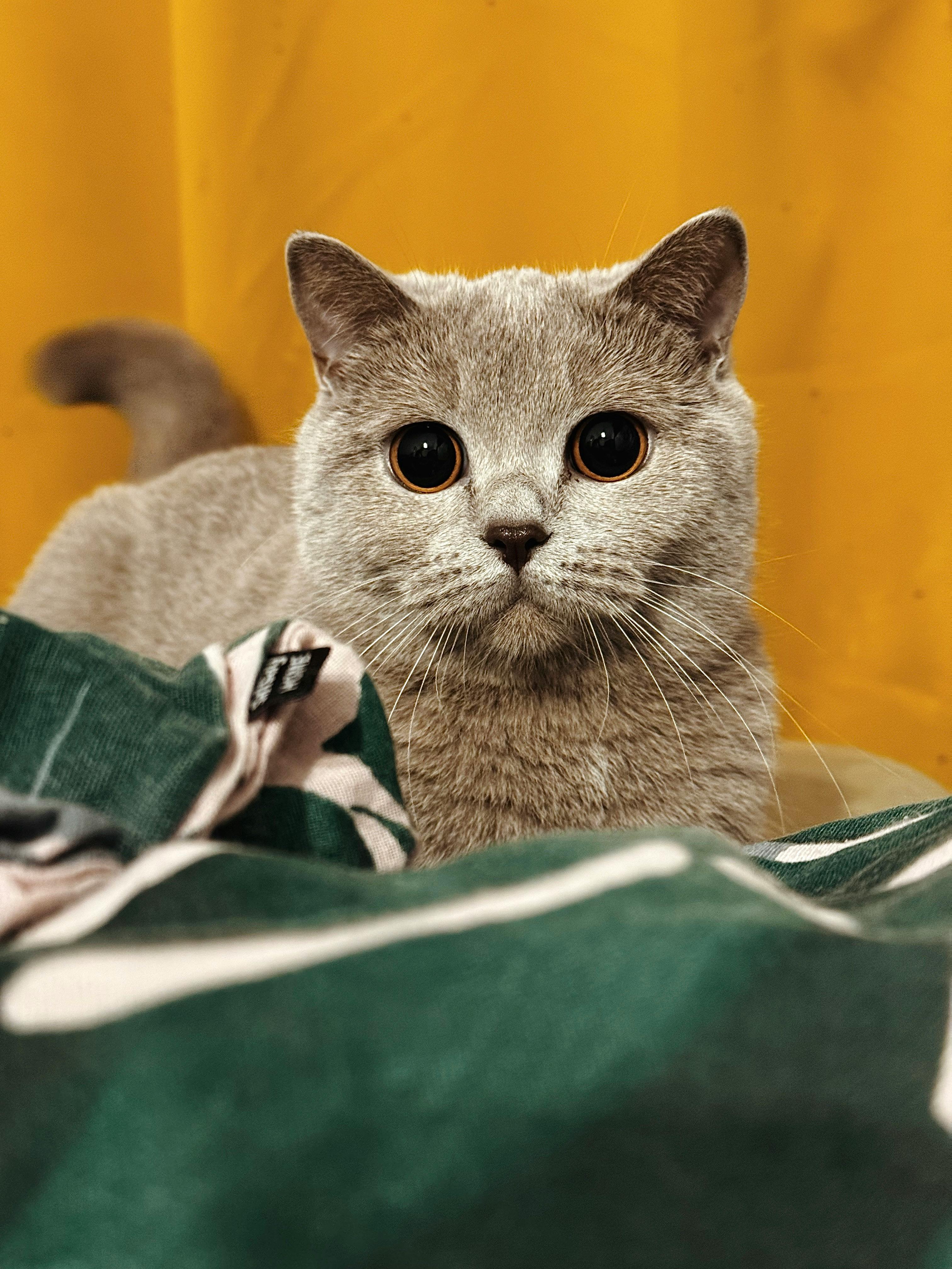 Staring Lying Gray Cat · Free Stock Photo