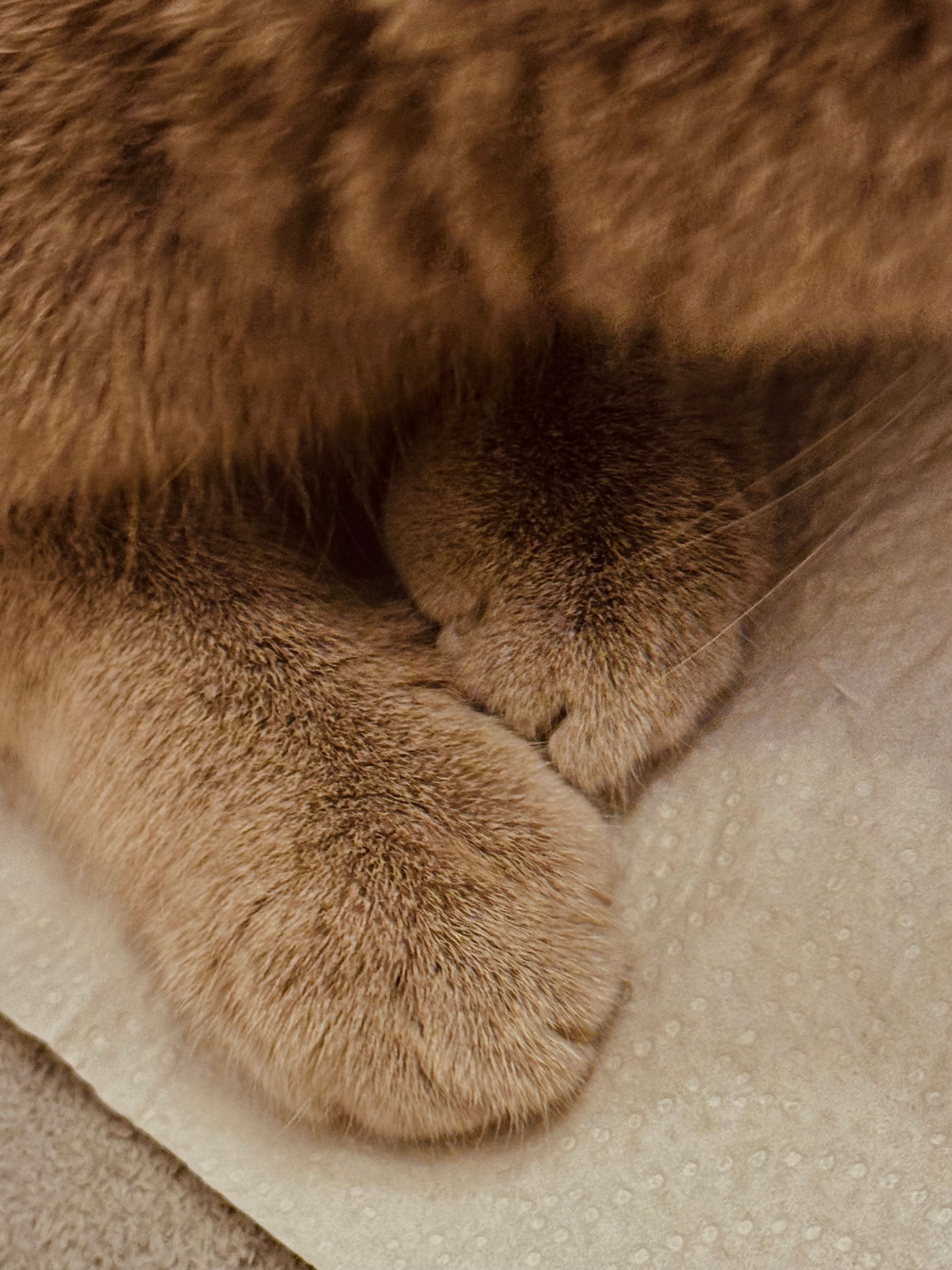 paws🥹 · Free Stock Photo