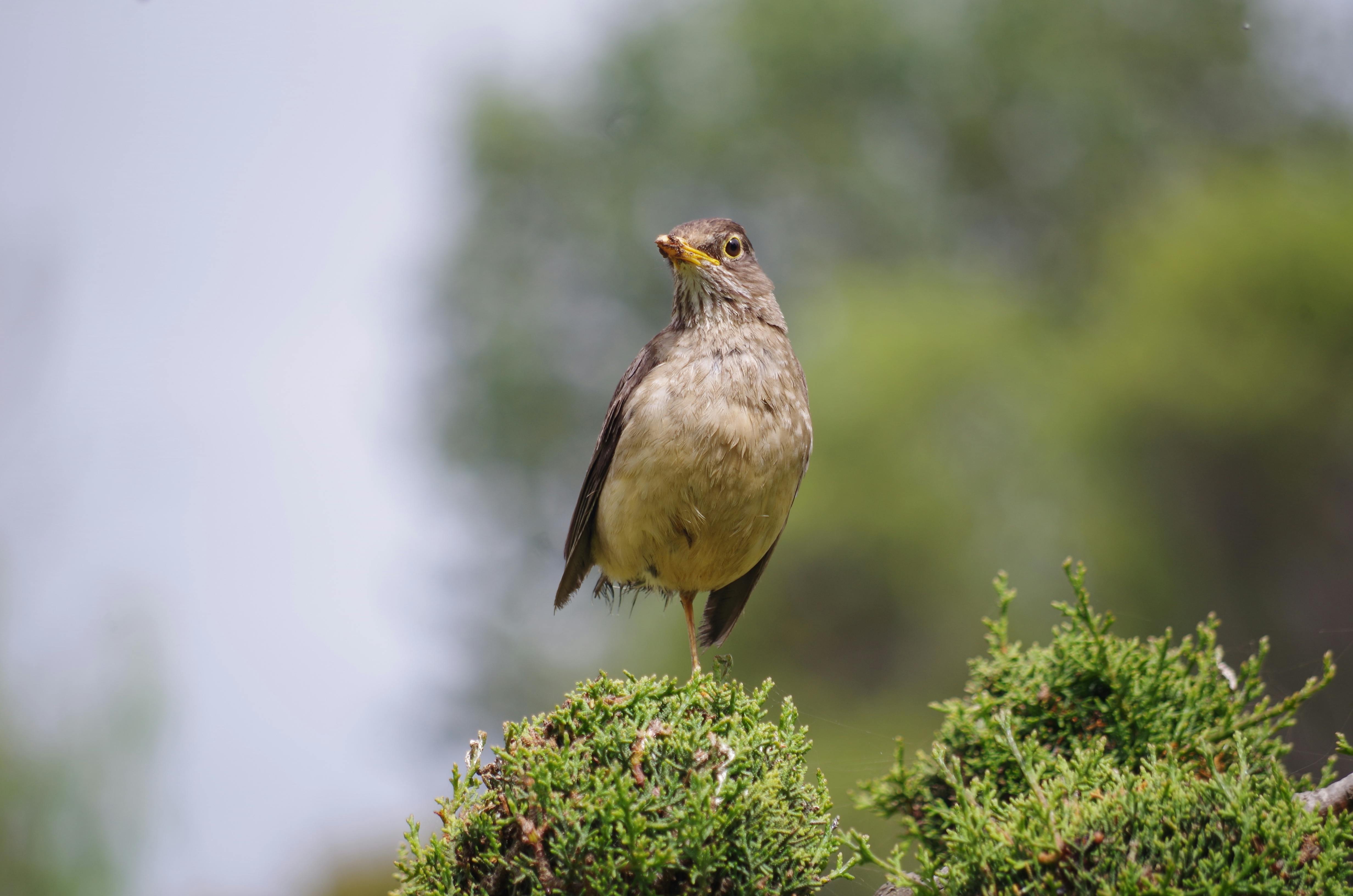 Austral Thrush on Tree · Free Stock Photo