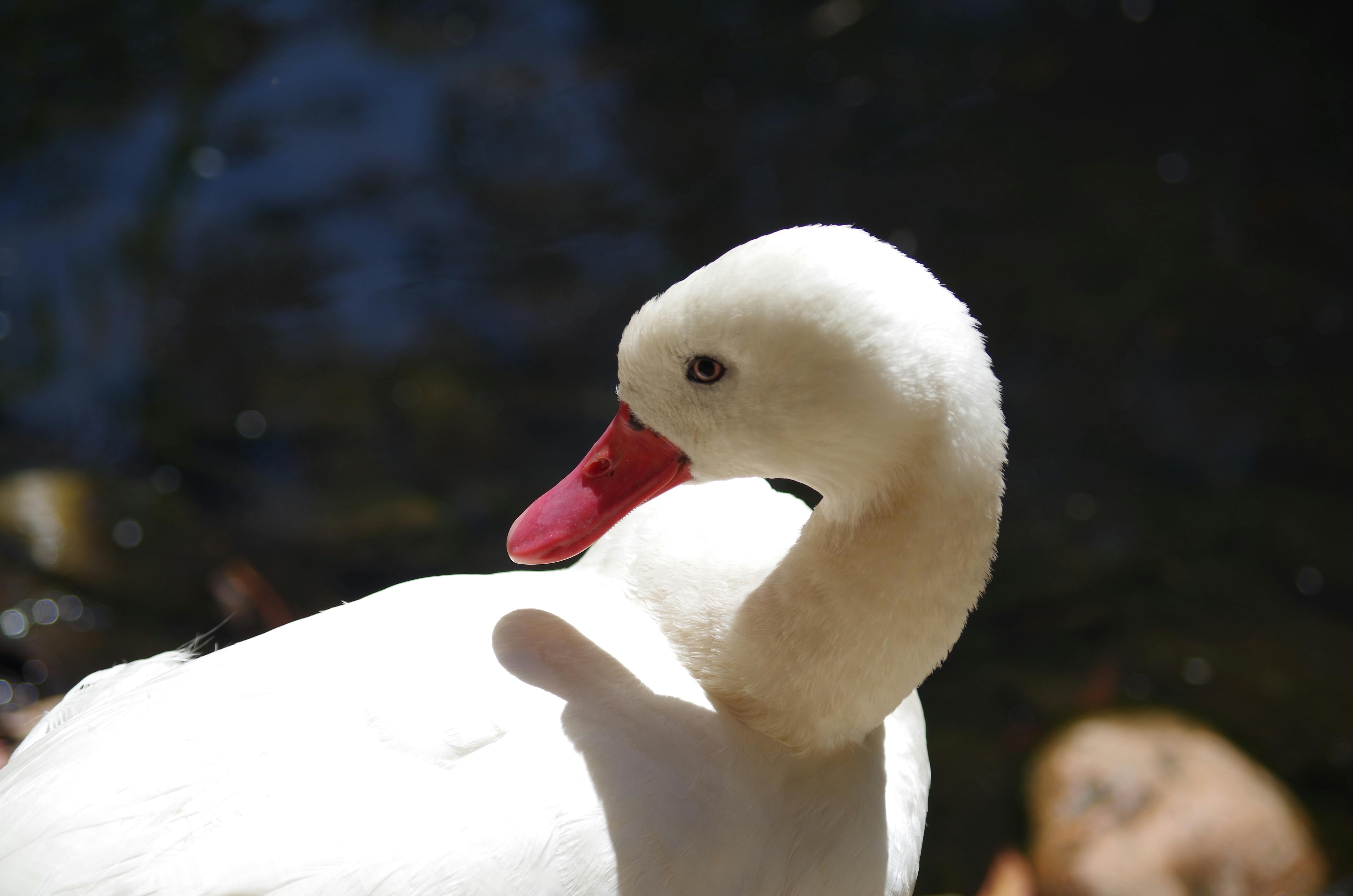 Close-up of Coscoroba Swan · Free Stock Photo