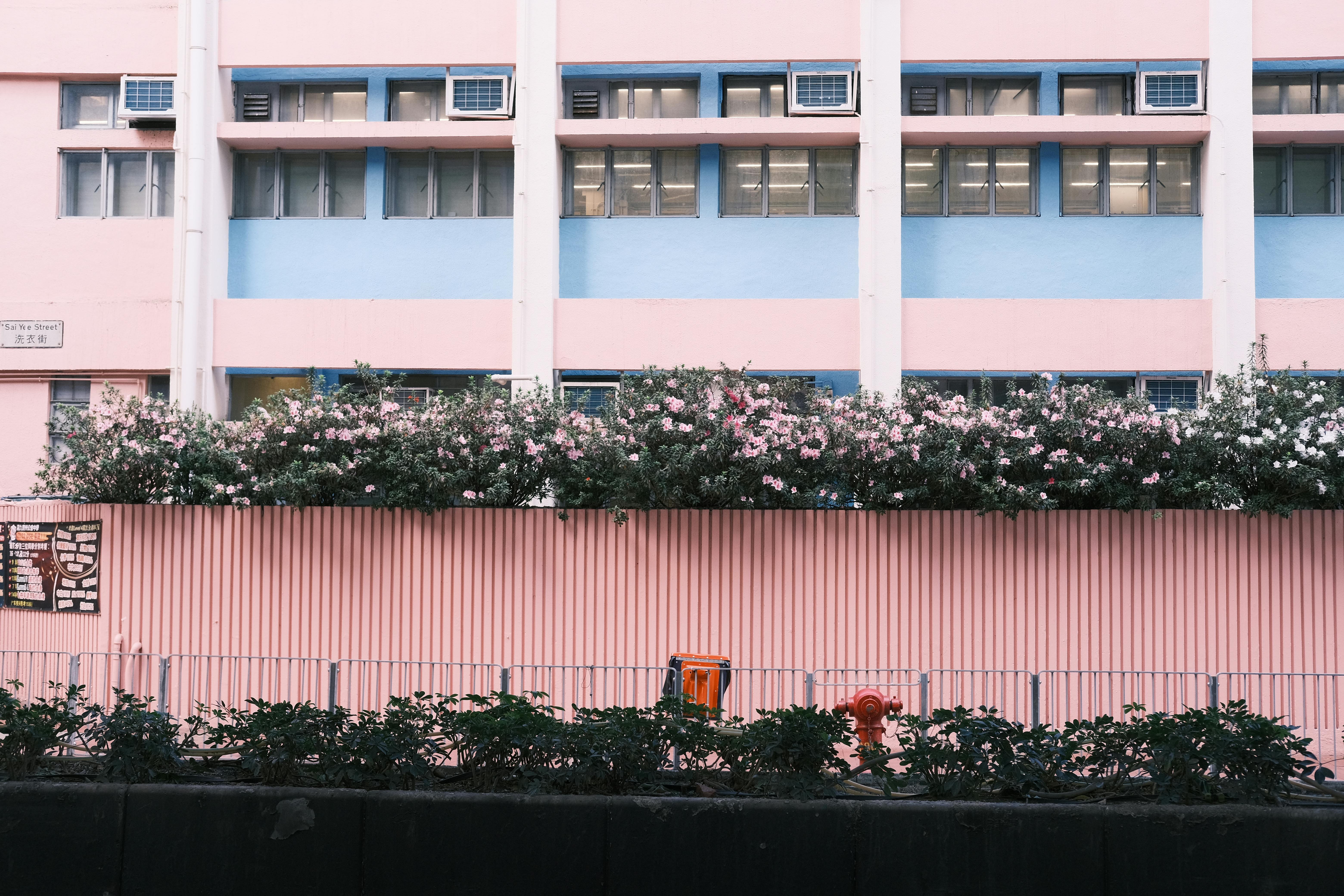 Pink Flowers on Fence by College Building in Hong Kong · Free Stock Photo