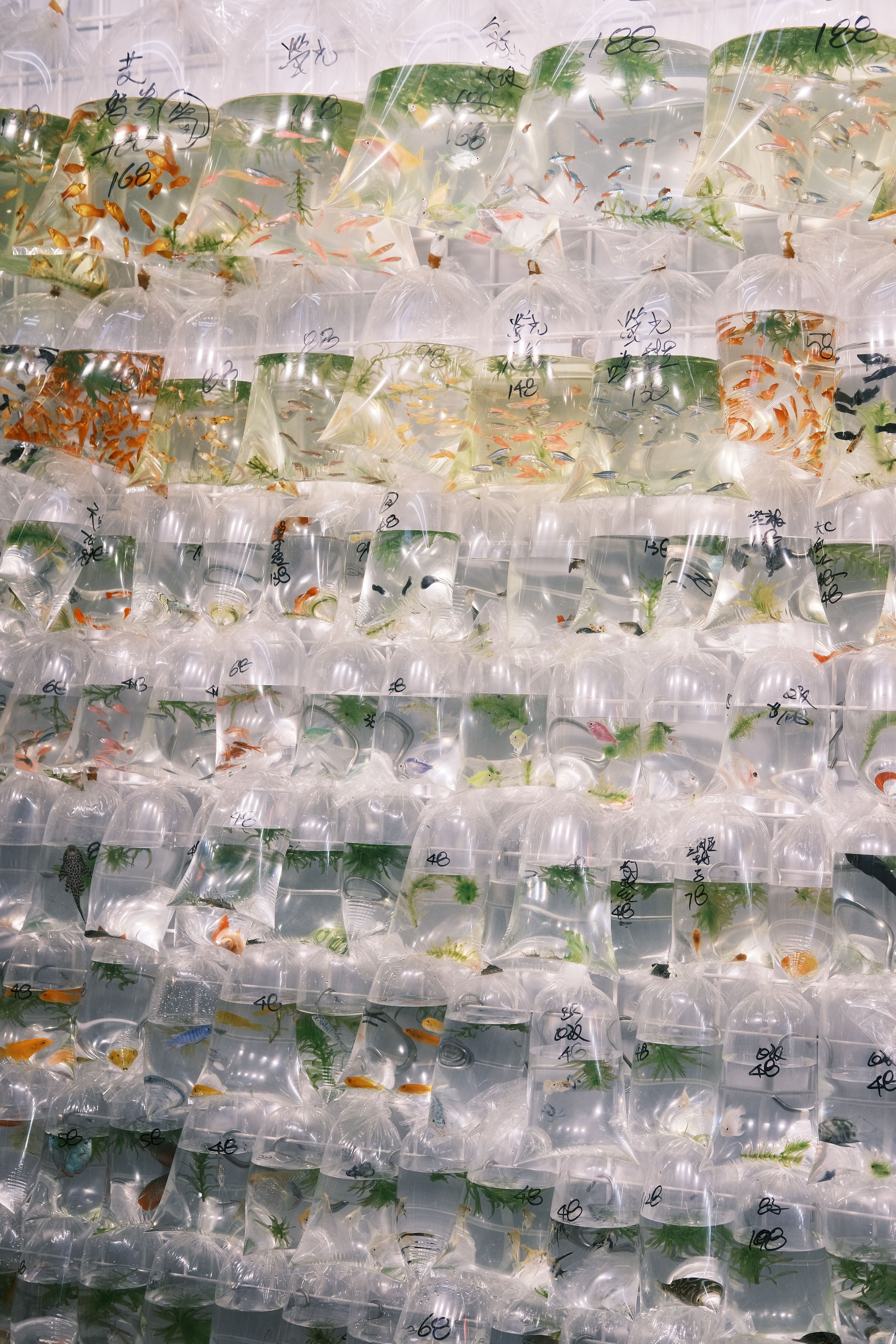 Abundance of Fishes in Bags · Free Stock Photo