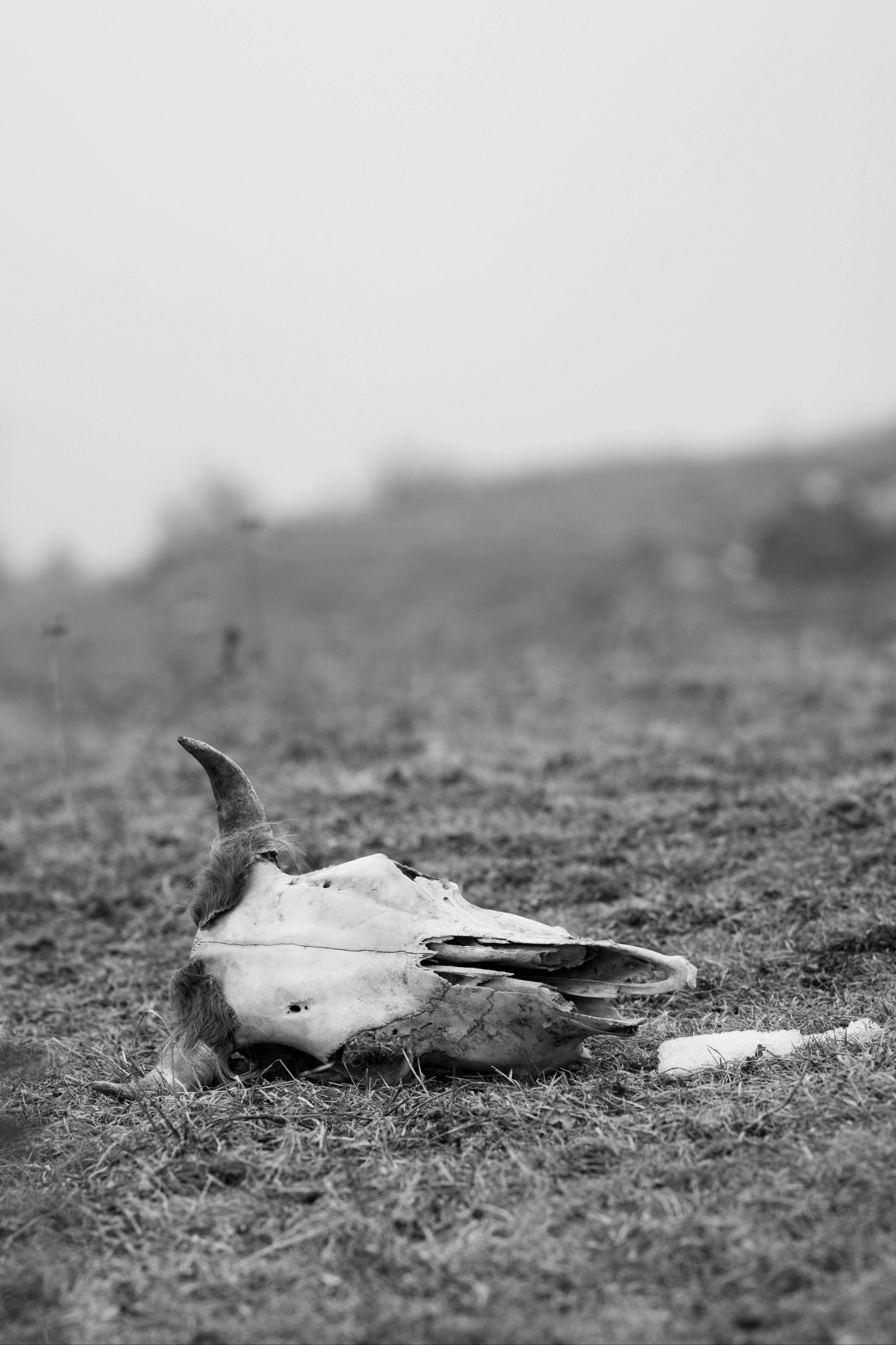 Death And Dying Photos, Download The BEST Free Death And Dying Stock ...