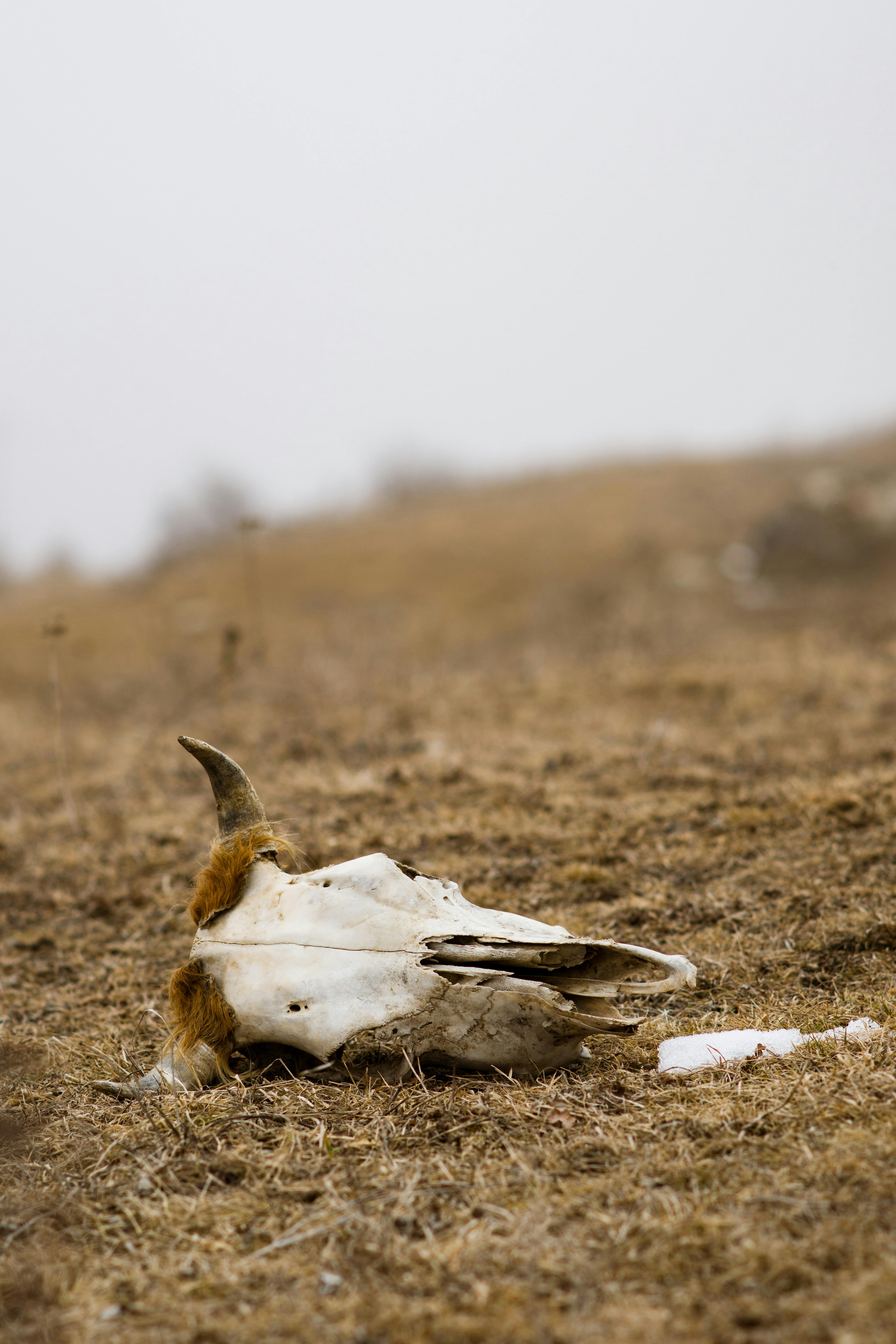 Bone Color Texture Photos, Download The BEST Free Bone Color Texture ...