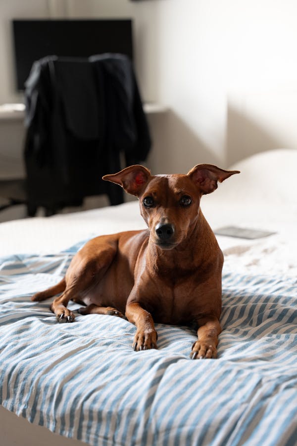 Bad Dog Photos, Download The BEST Free Bad Dog Stock Photos & HD Images