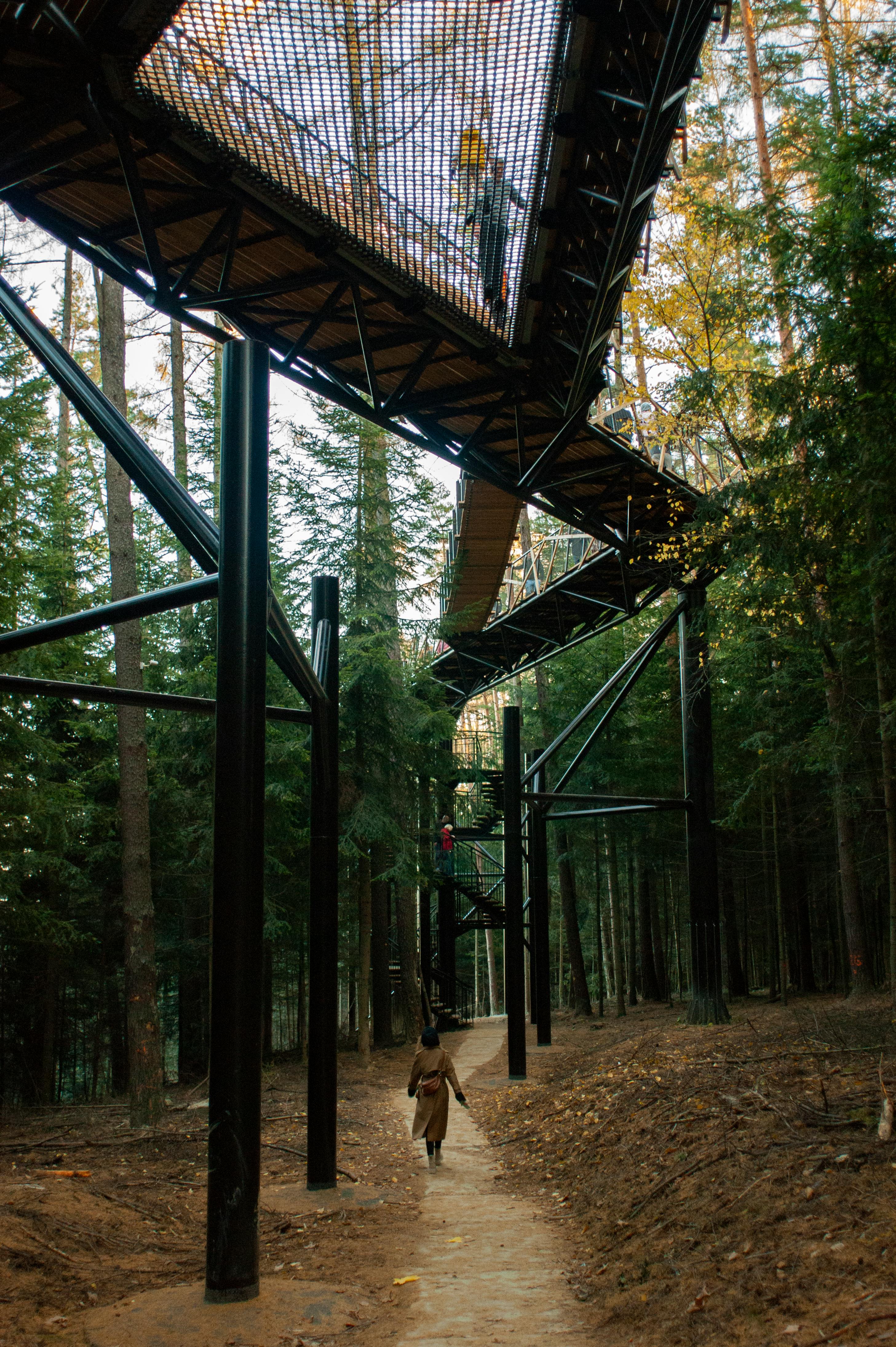 A person walking on a suspended walkway in the woods · Free Stock Photo
