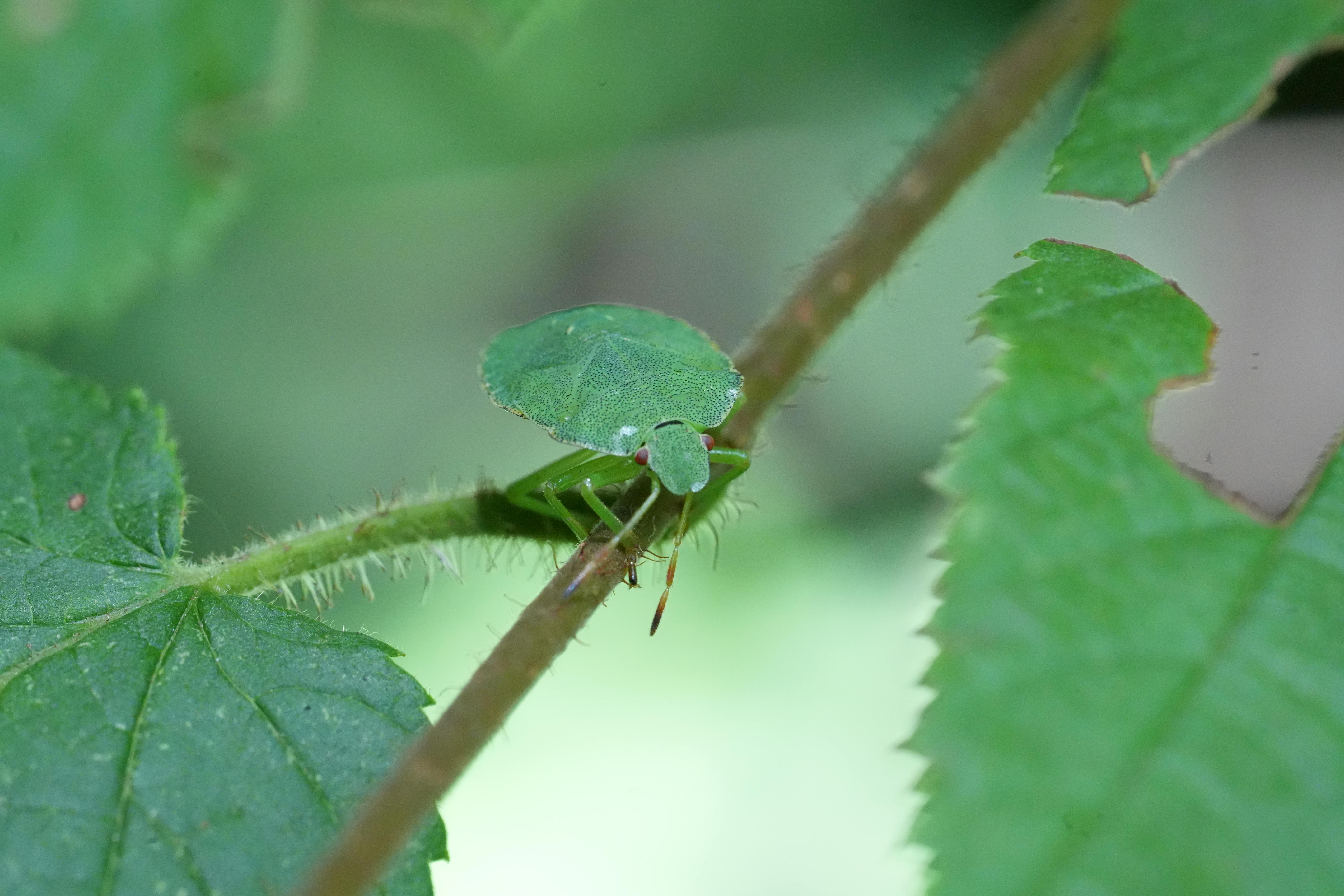 Green Stink Bug on a Twig · Free Stock Photo