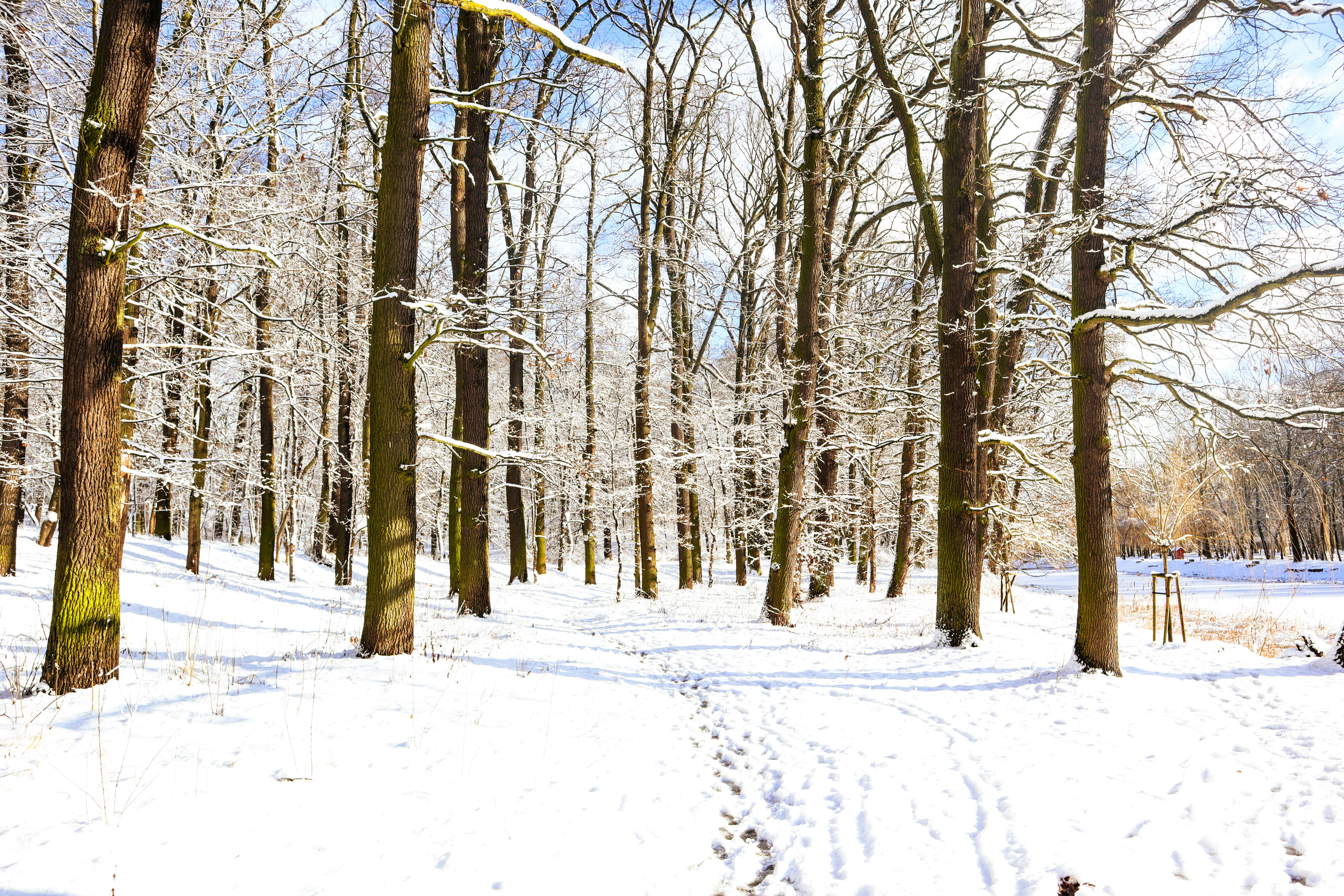 In this winter snapshot, trees resiliently endure the snowy ...