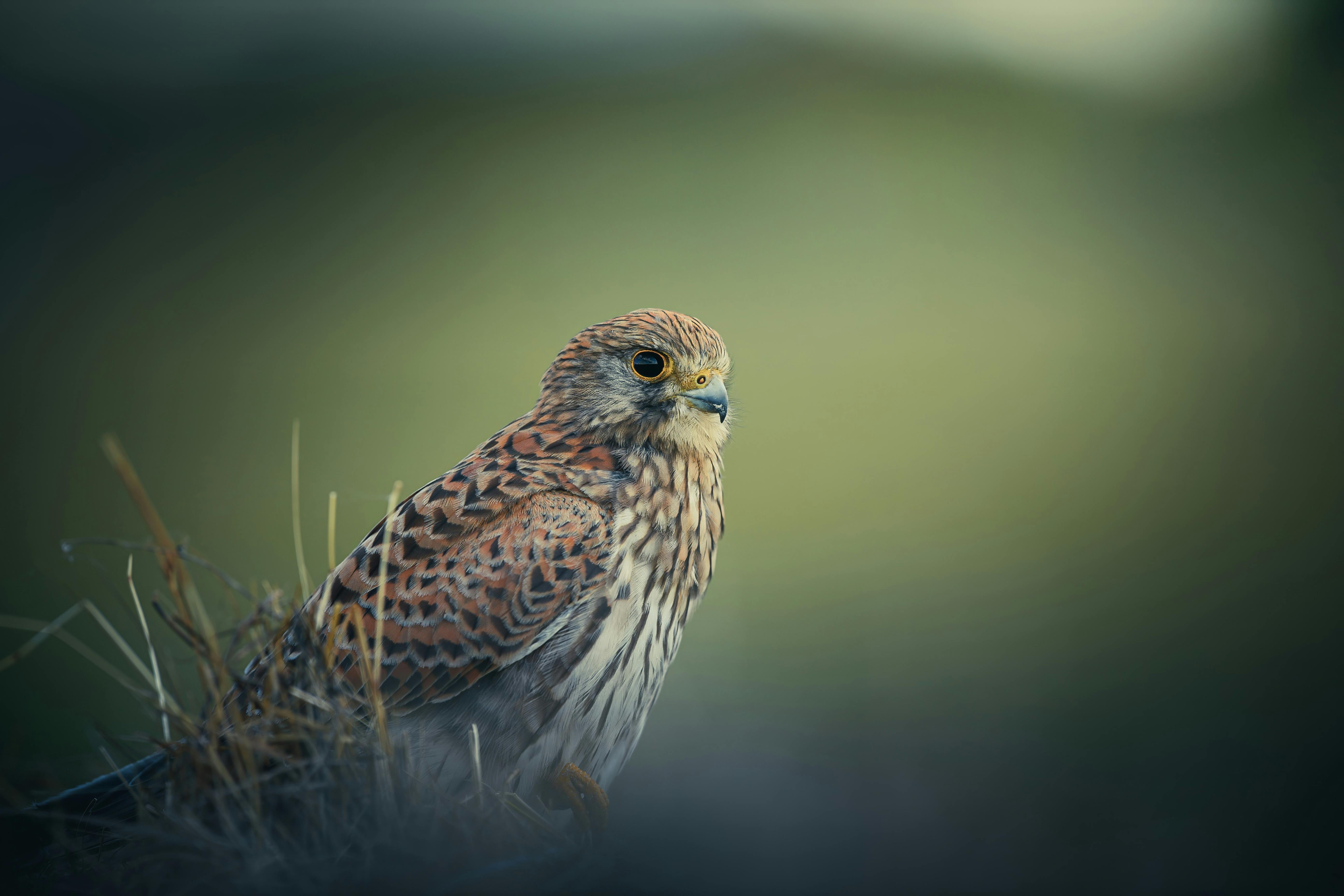 Close-up of Spotted Kestrel · Free Stock Photo