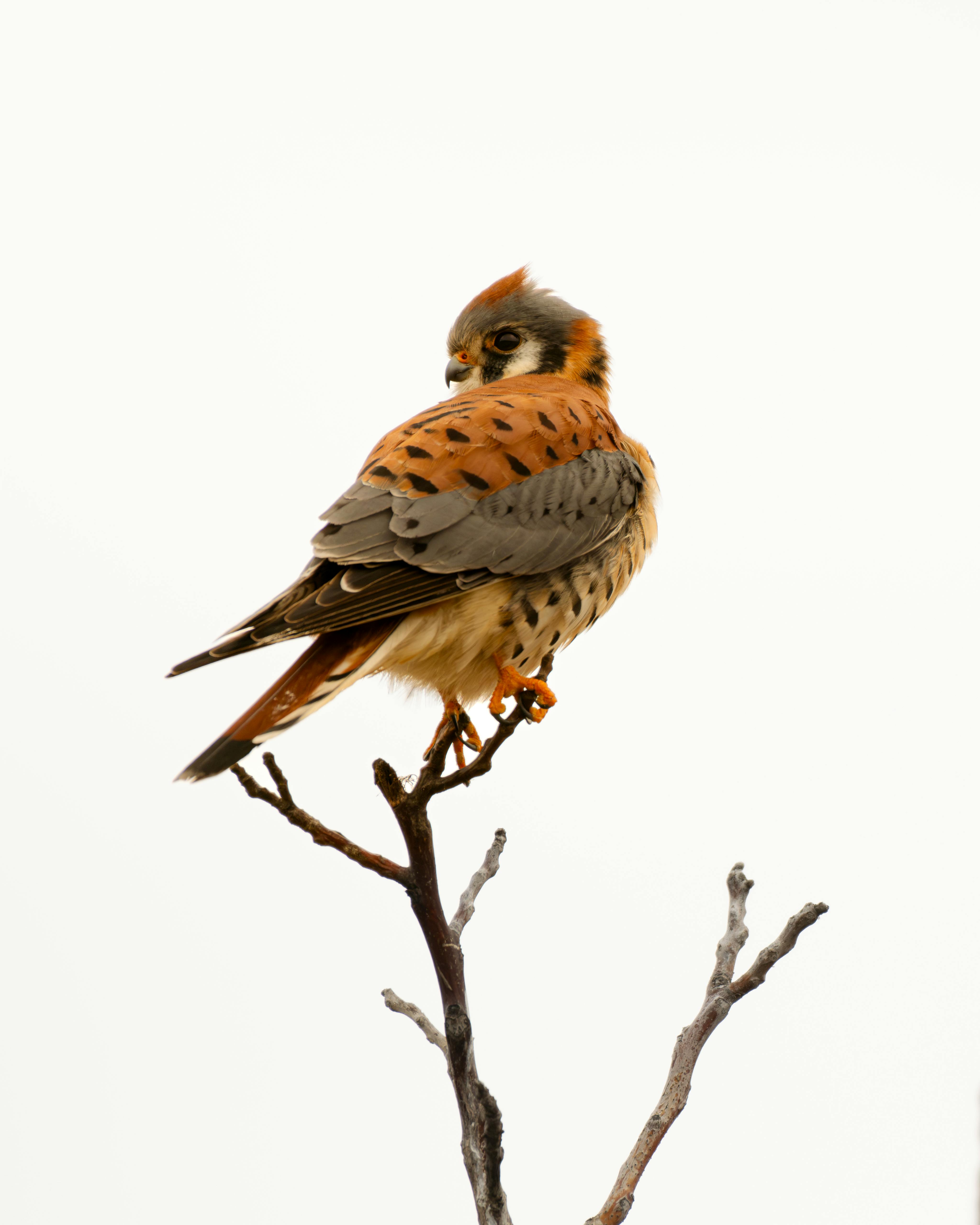 American Kestrel Perched on Top of a Branch · Free Stock Photo