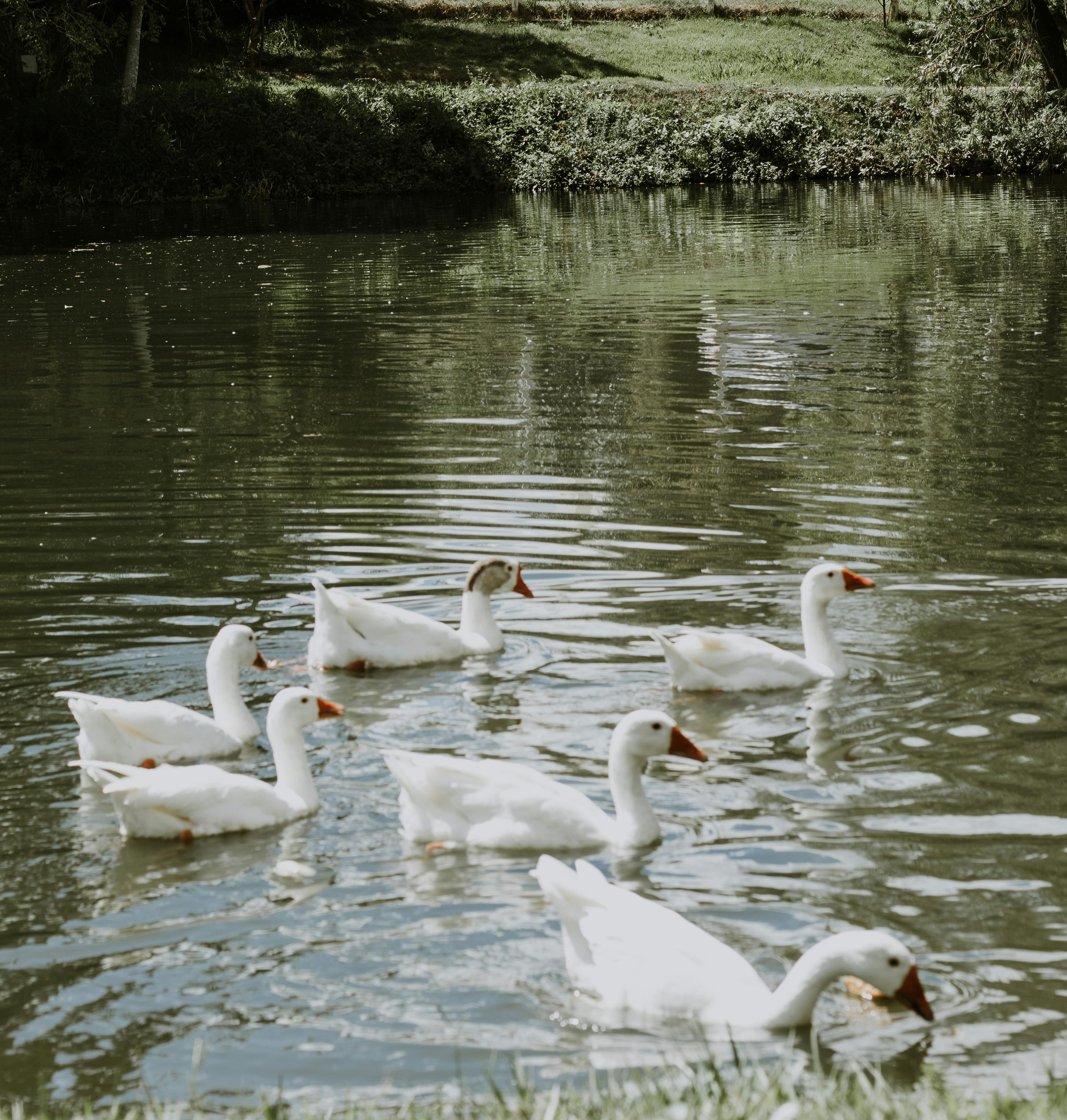 White Geese on Lake · Free Stock Photo