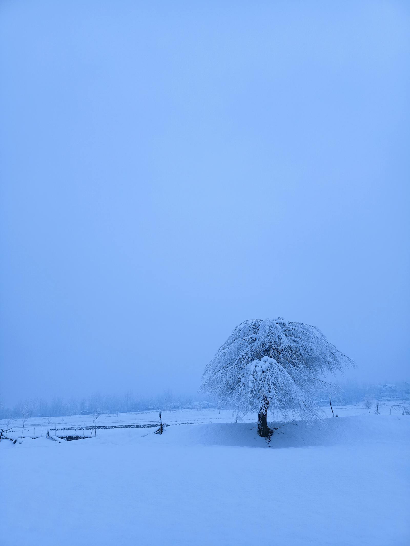 Single Tree Photos, Download The BEST Free Single Tree Stock Photos ...