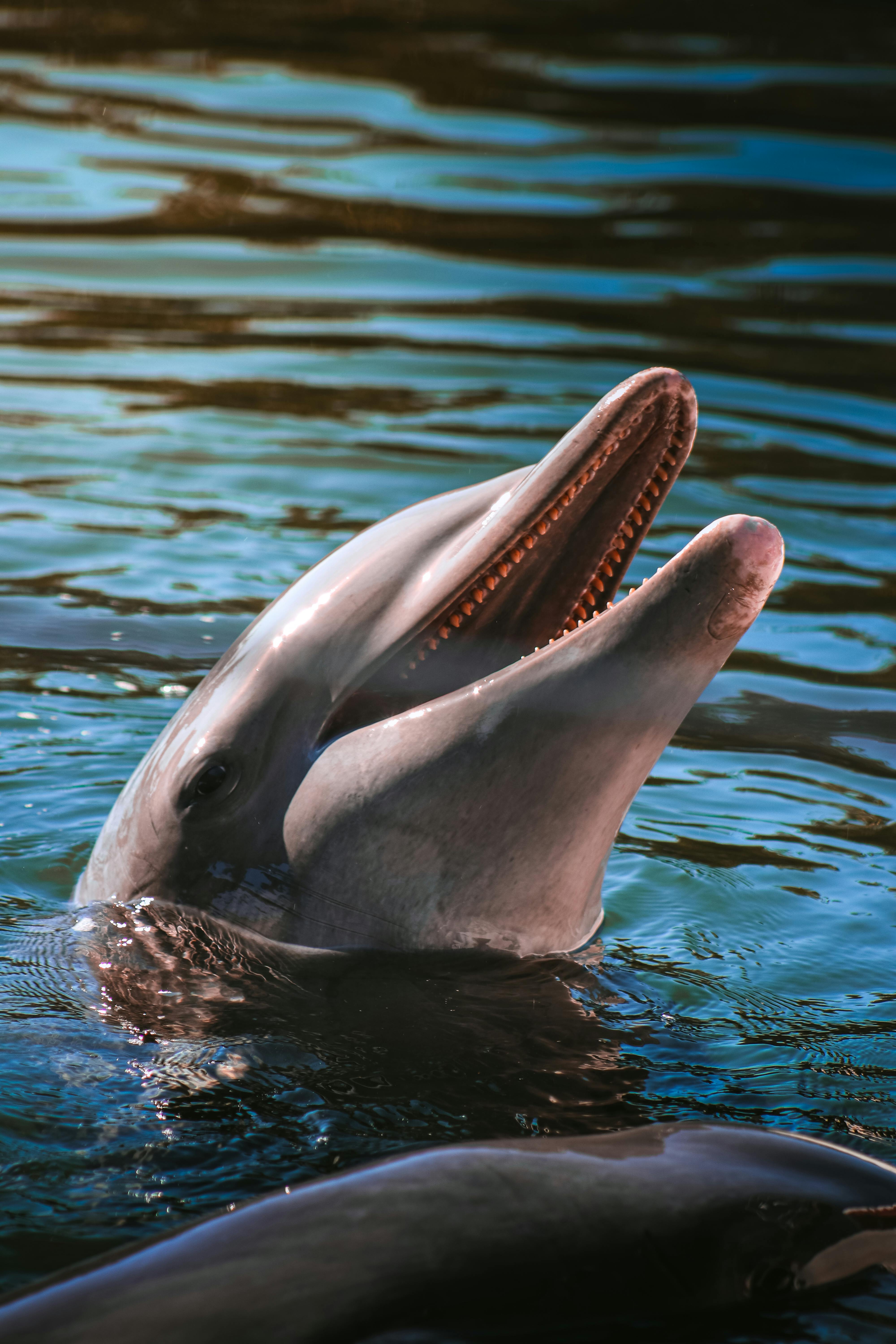 Laughing Dolphin Sticking its Head out of the Aquarium · Free Stock Photo