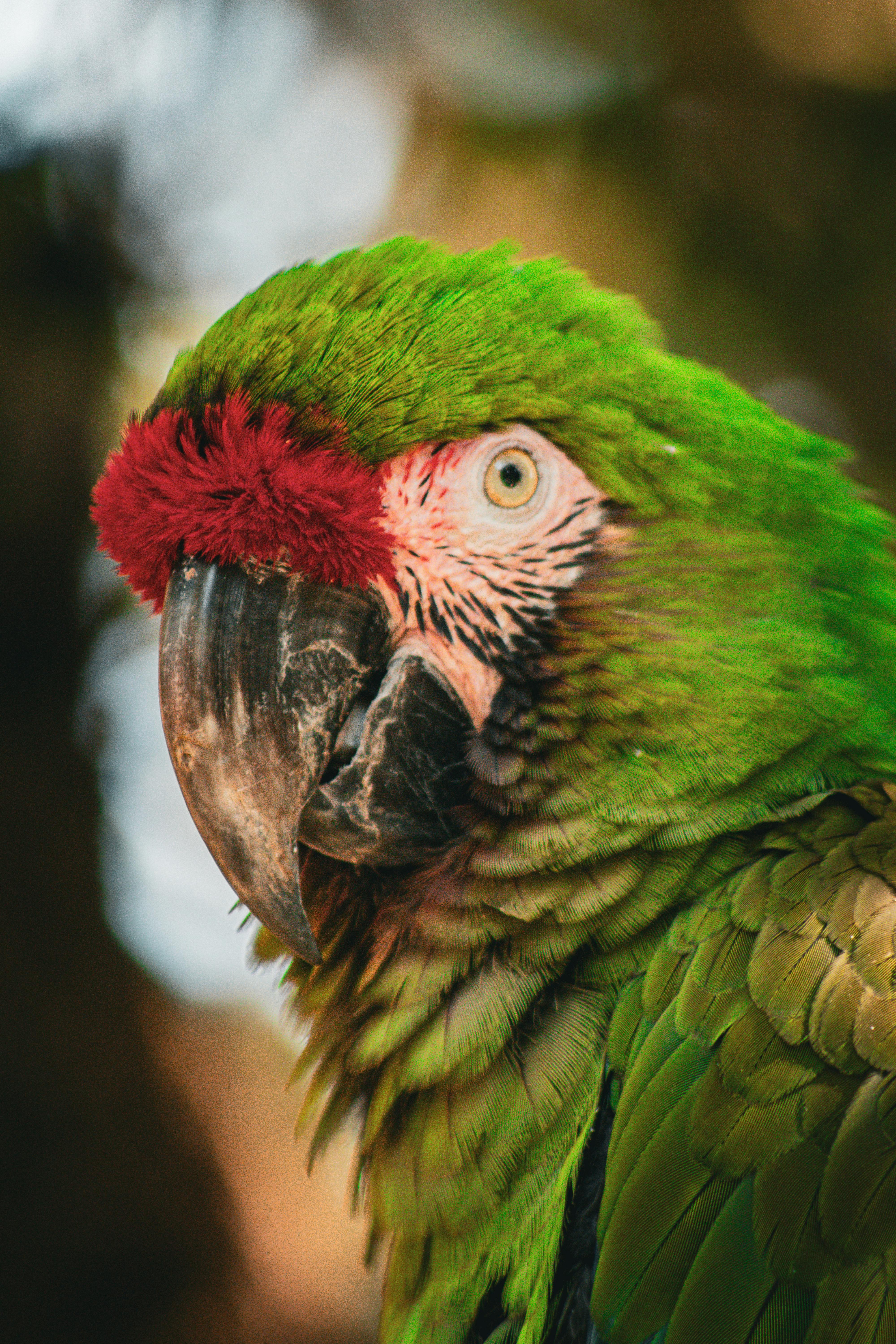 Parrot Hd Images Photos, Download The BEST Free Parrot Hd Images Stock ...