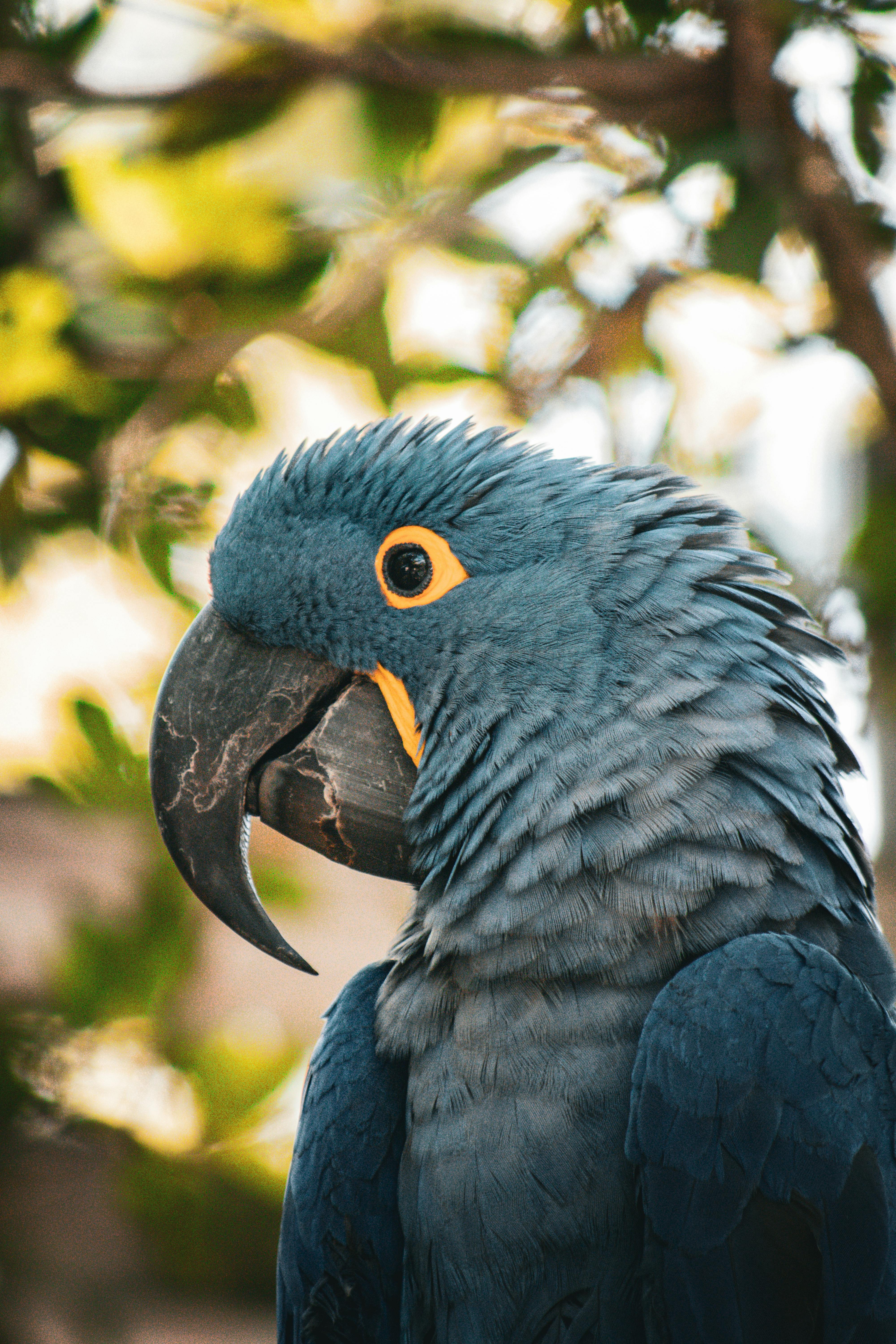 Parrot 2k Photos, Download The BEST Free Parrot 2k Stock Photos & HD Images