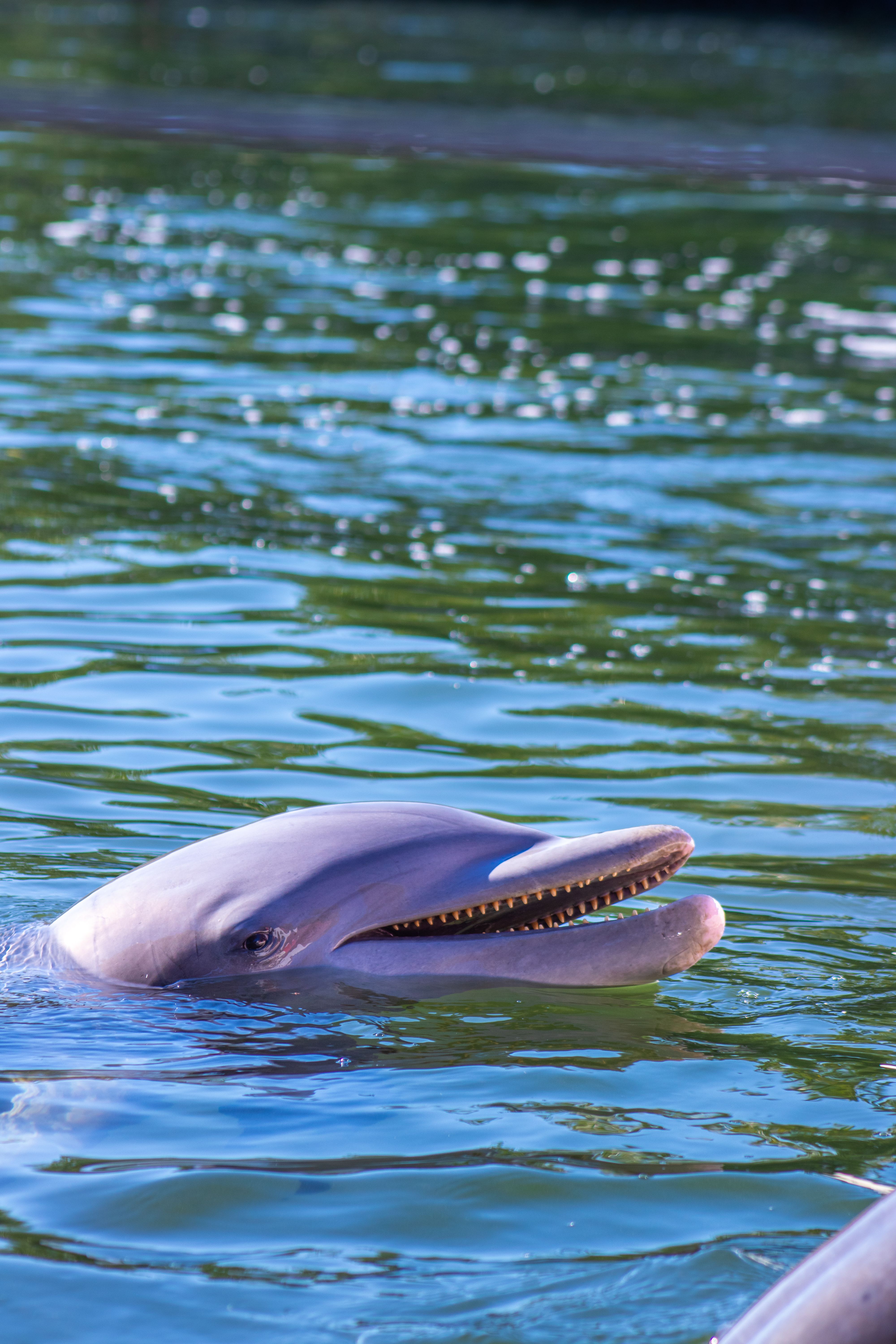 A dolphin with its mouth open in the water · Free Stock Photo