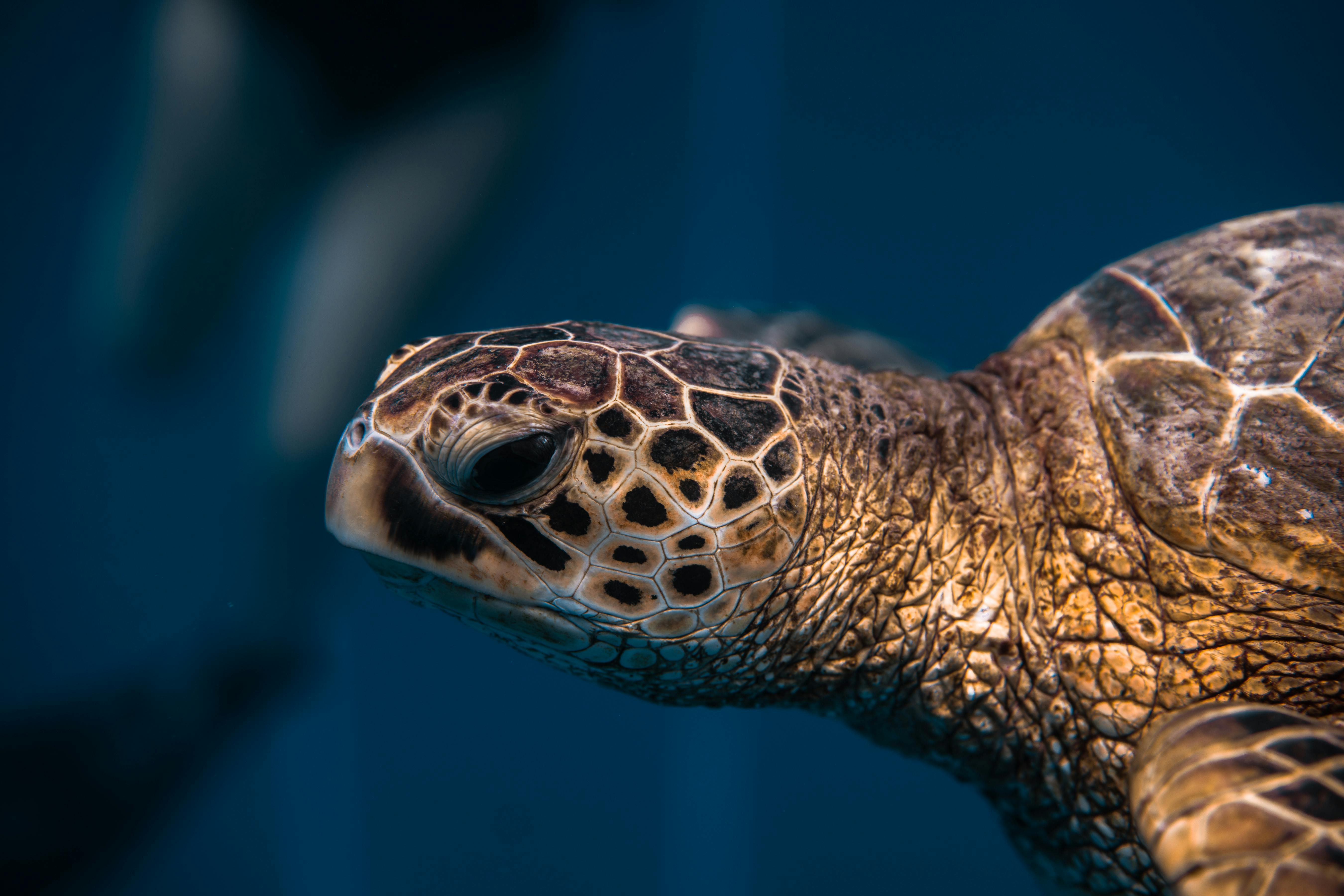 Head of Turtle in Sea · Free Stock Photo