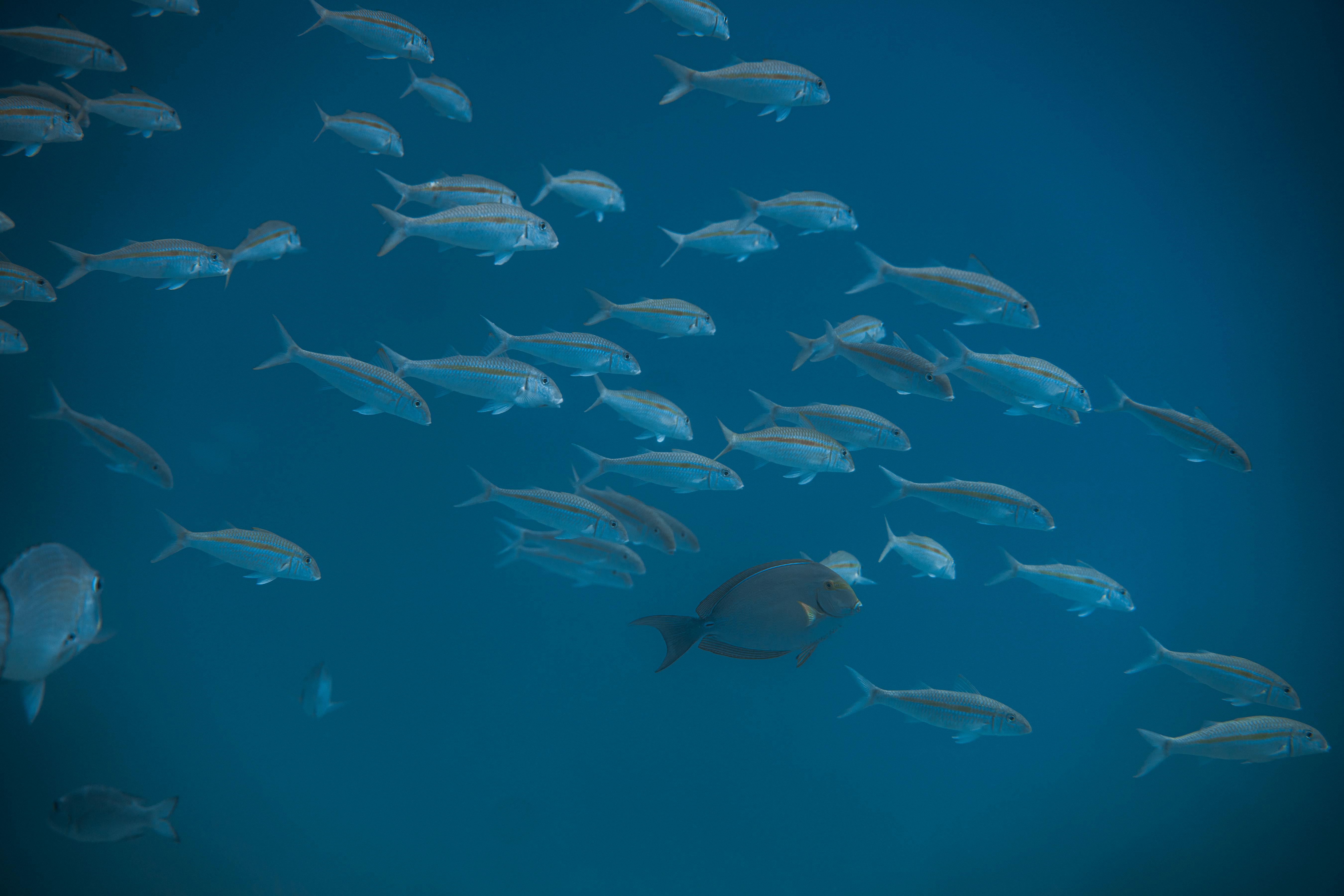 School Of Fish · Free Stock Photo