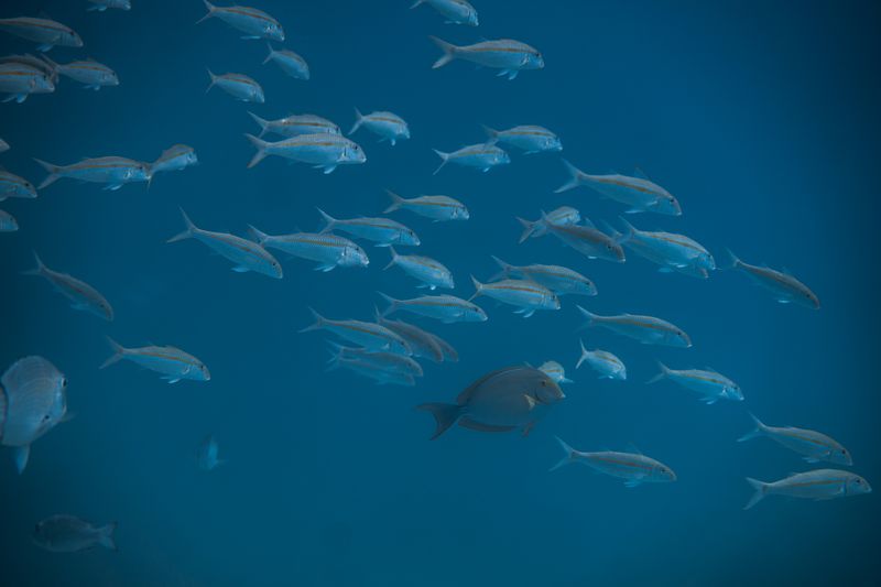 Beta Fish Photos, Download The BEST Free Beta Fish Stock Photos & HD Images
