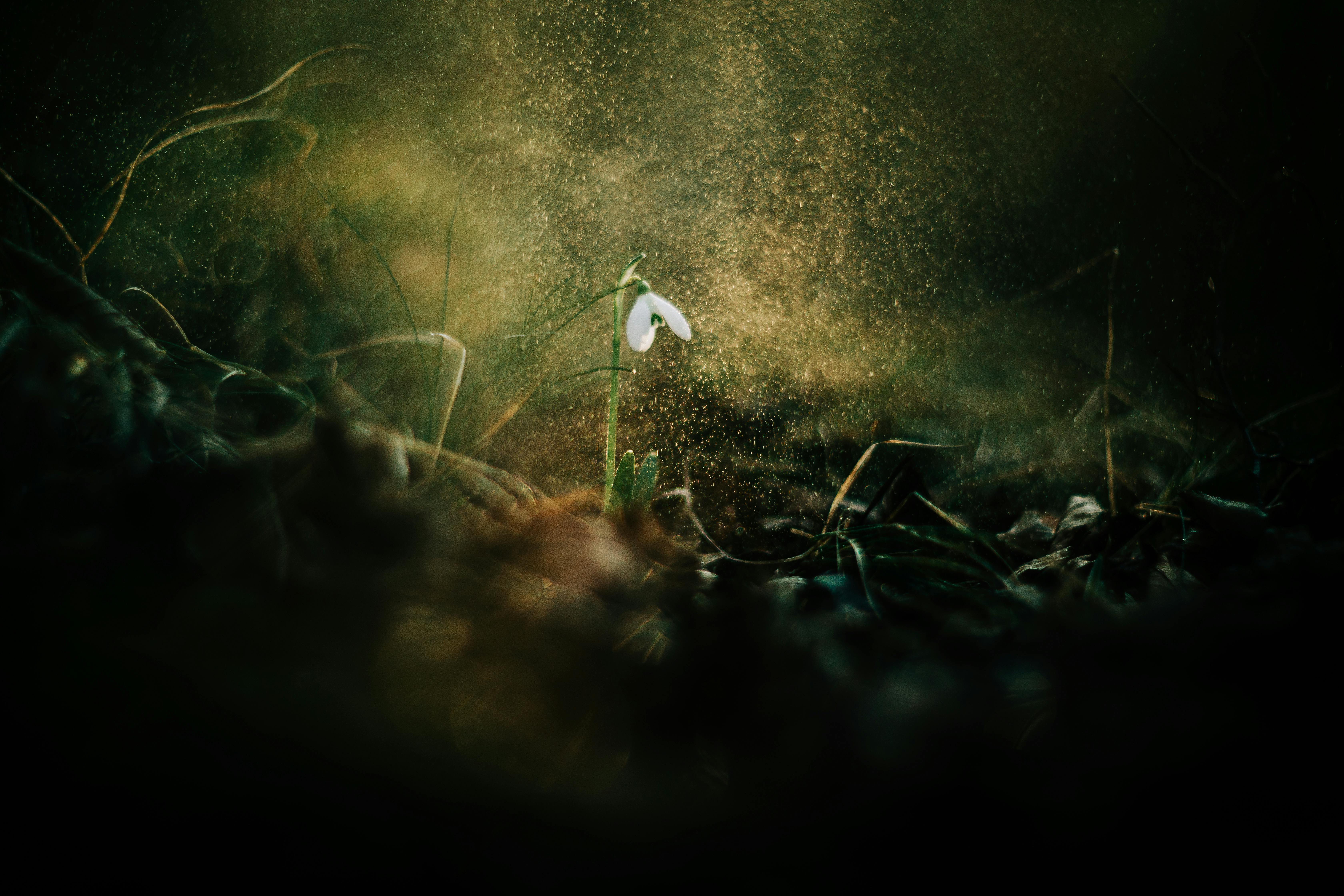 Snowdrop in Rain at Night · Free Stock Photo