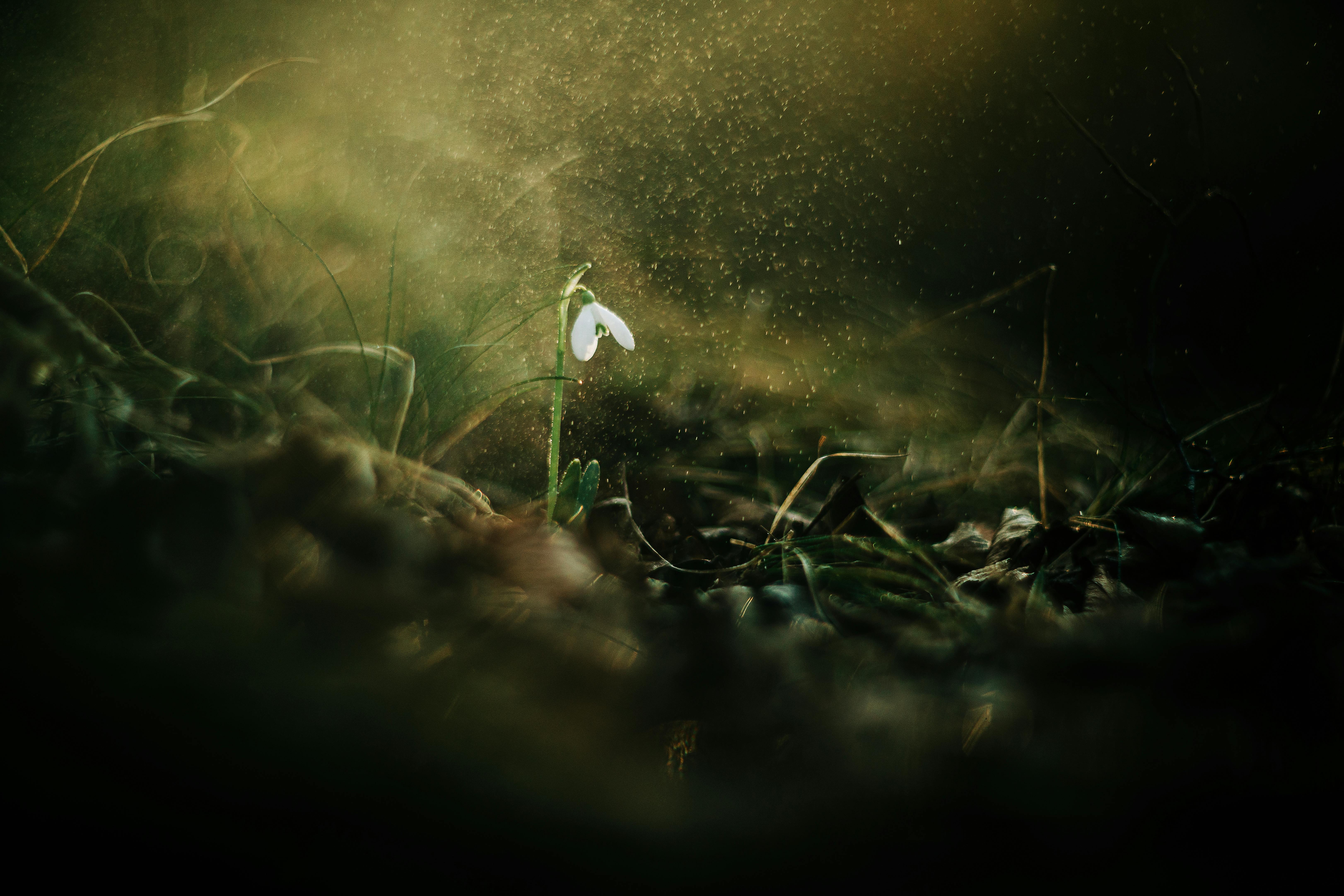 Rain over Snowdrop Flower at Night · Free Stock Photo