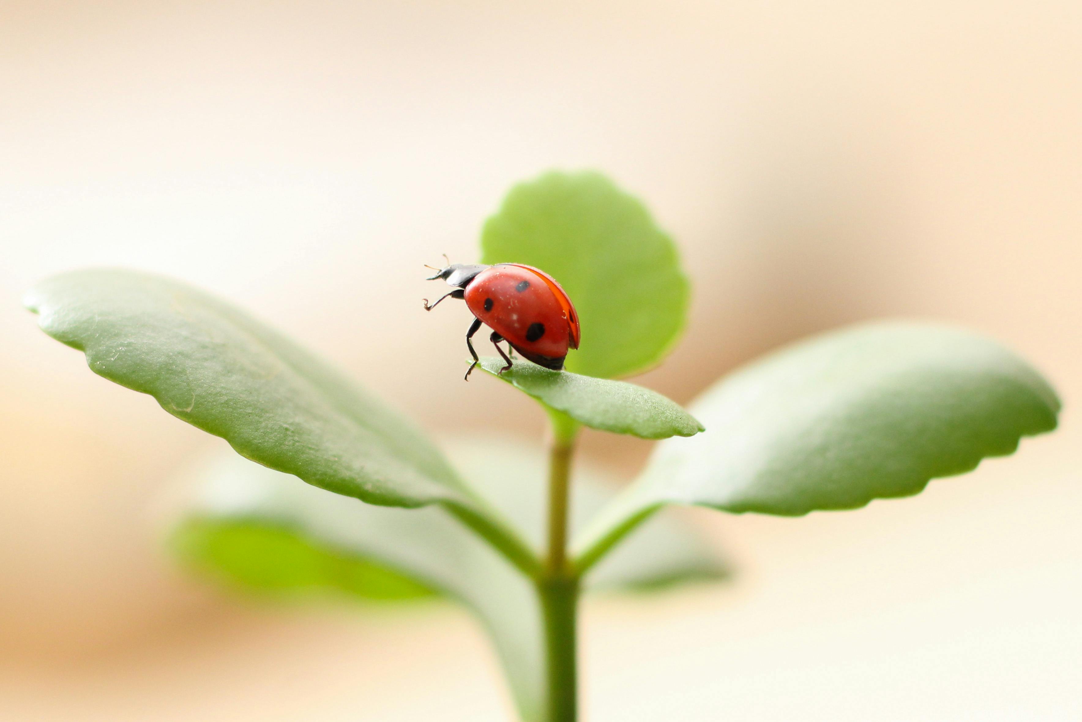 Ladybug on Leaves · Free Stock Photo
