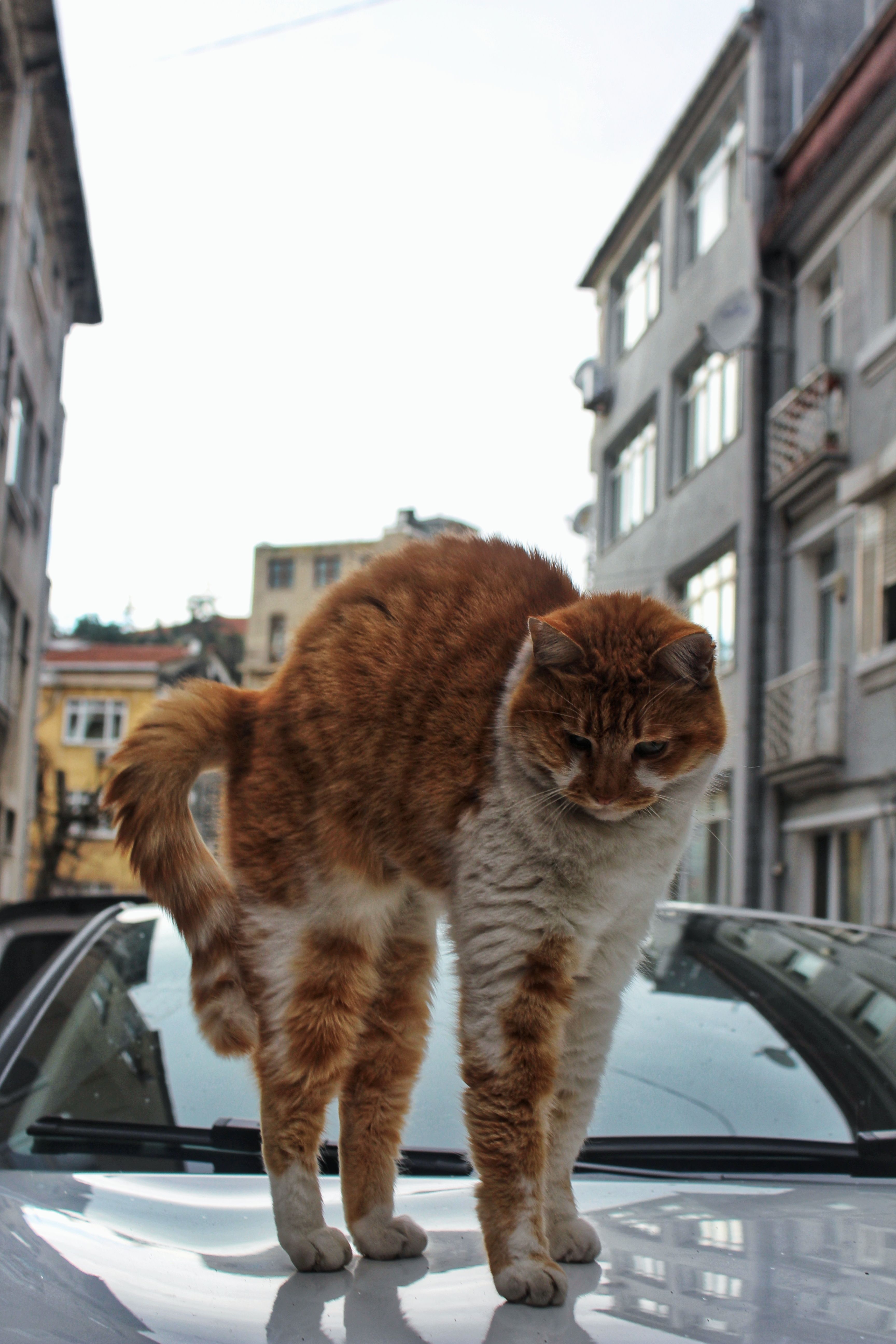 Ginger Cat on Car · Free Stock Photo