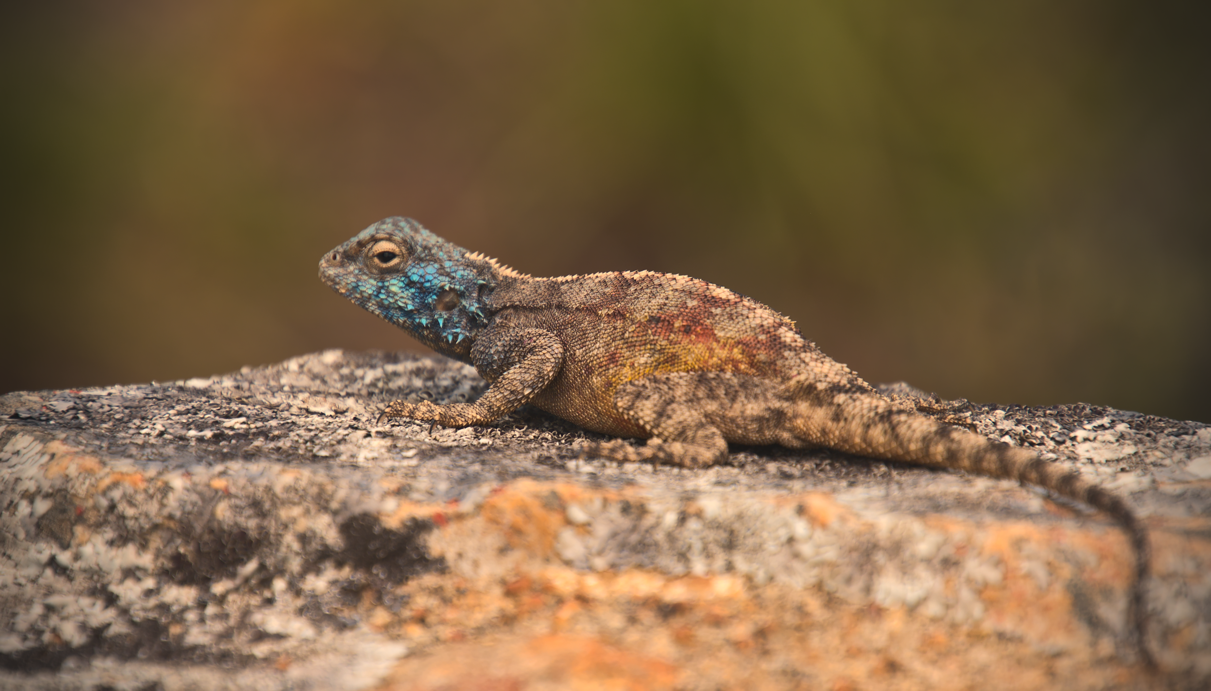 Lizard on Rock · Free Stock Photo