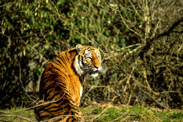 4k Tiger Photos, Download The BEST Free 4k Tiger Stock Photos & HD Images