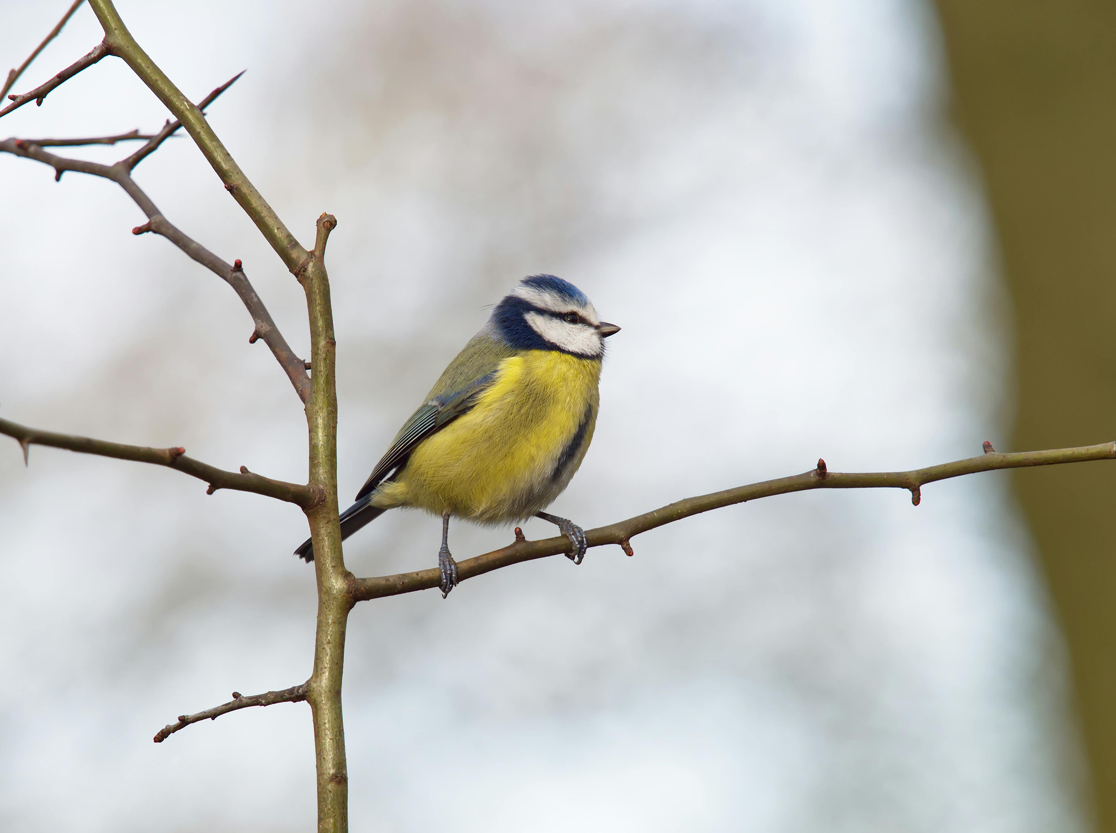 Eurasian Blue Tit Bird · Free Stock Photo