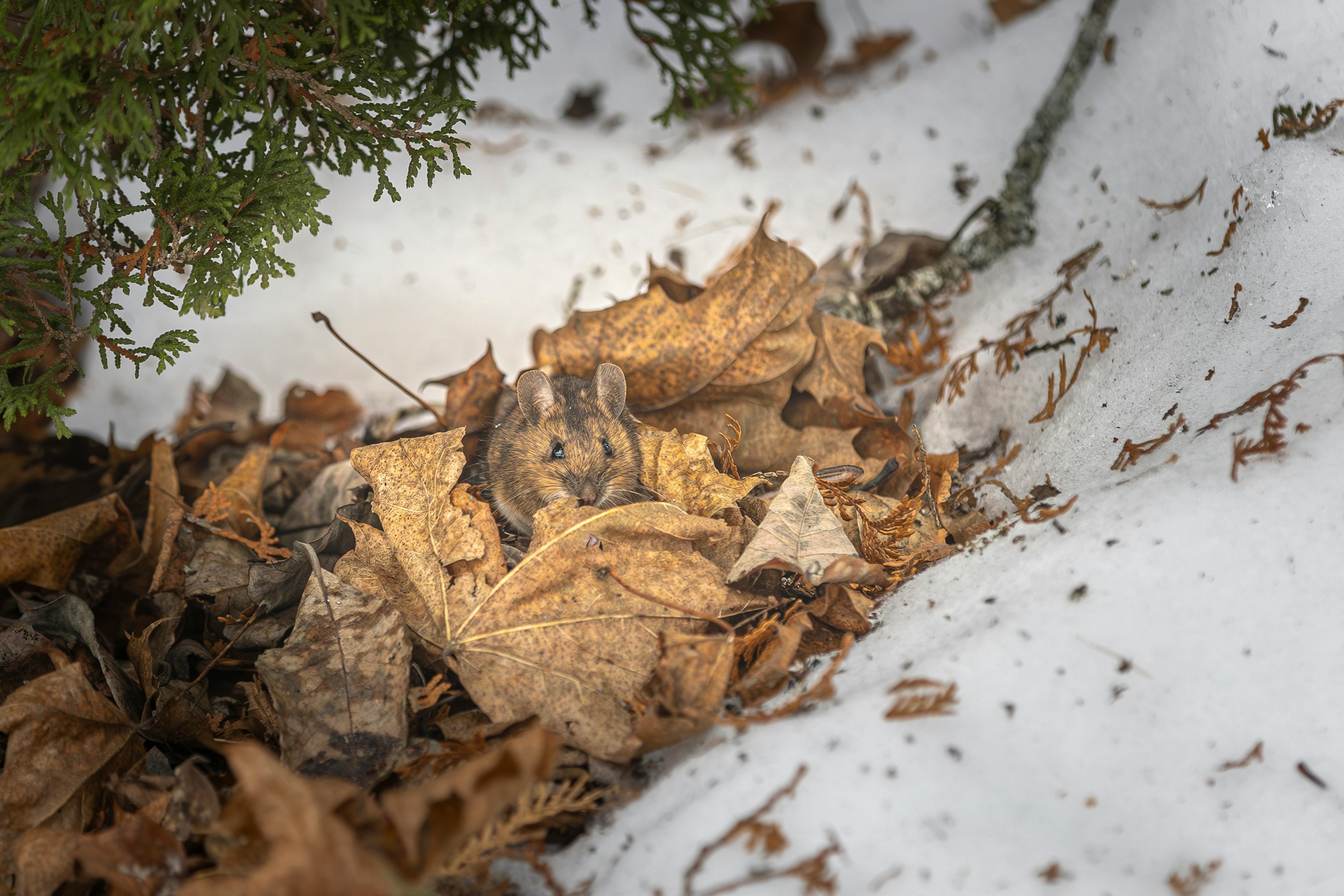 The wood mouse is a little shy, but will come if you stand still and ...