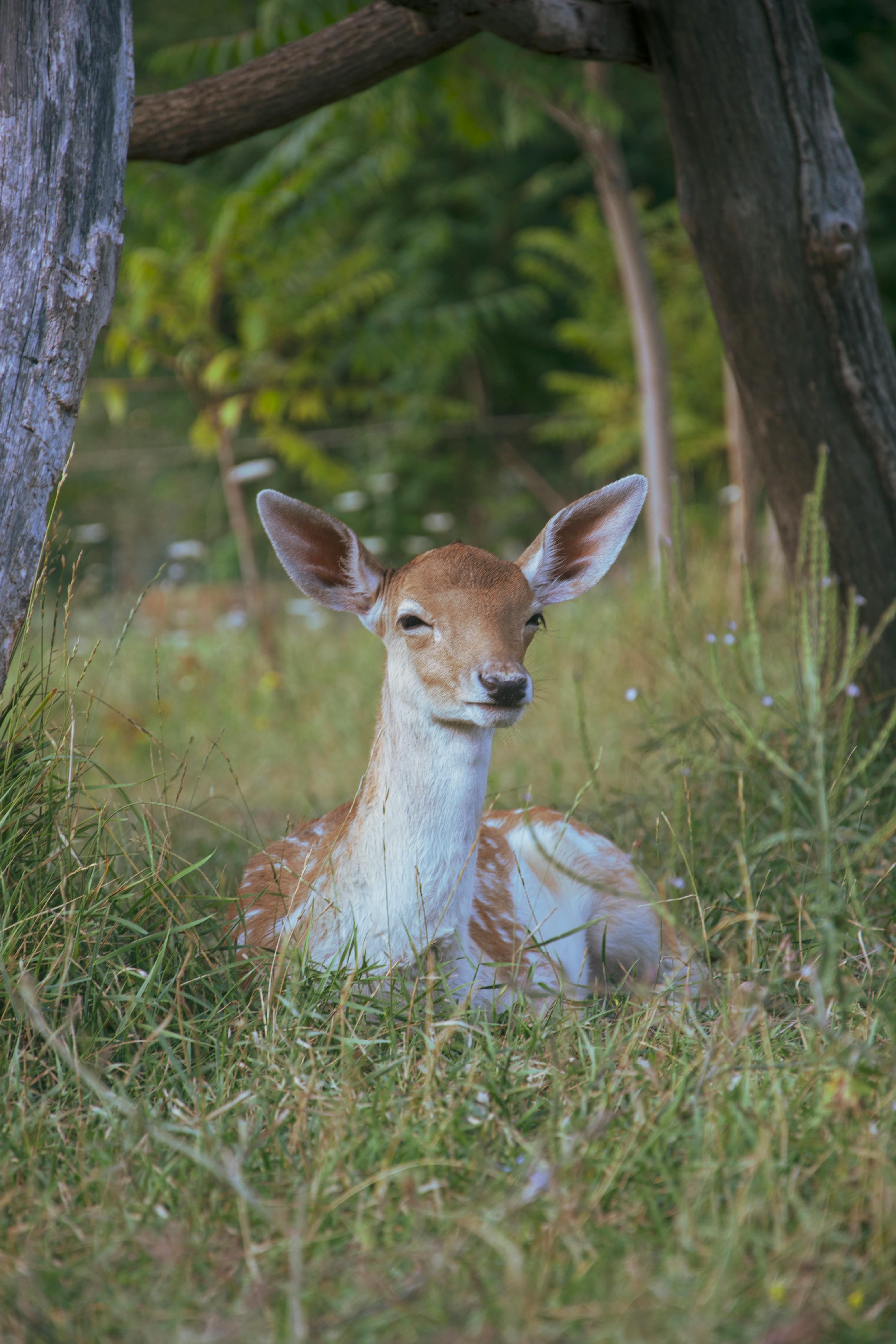Fawn Toits Photos, Download The BEST Free Fawn Toits Stock Photos & HD ...