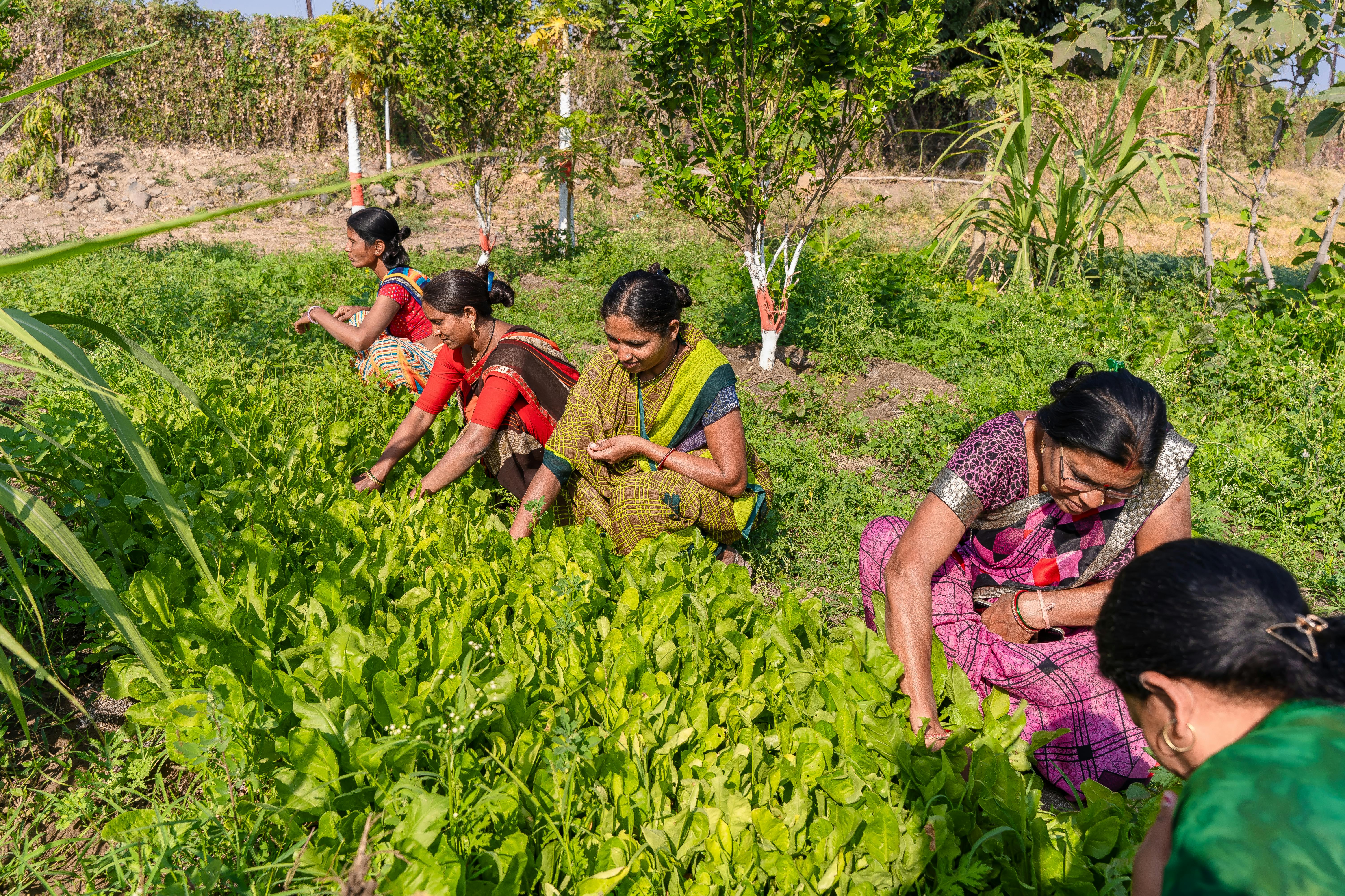 Farmers in India · Free Stock Photo