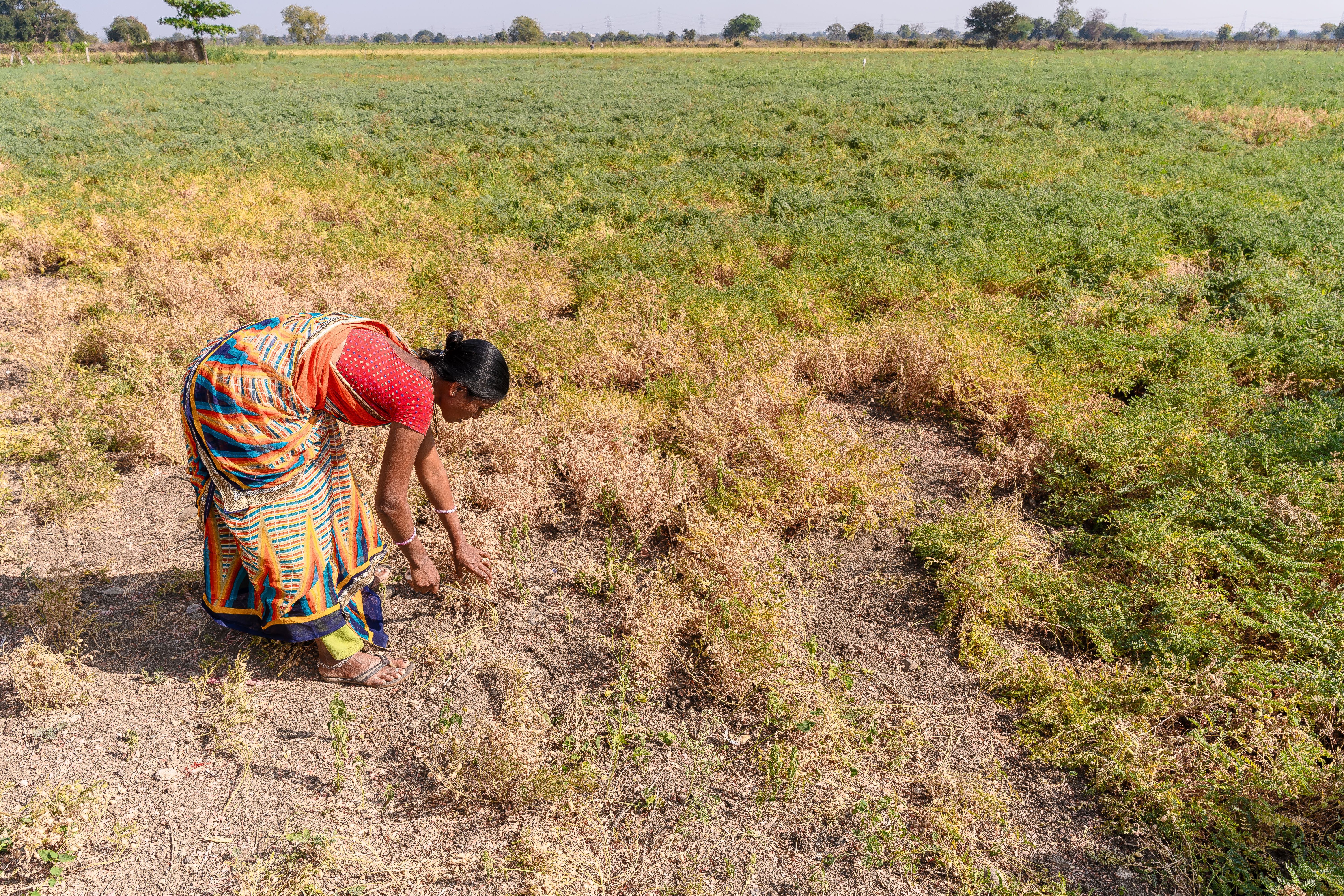 A Man Harvesting Crops in the Farm · Free Stock Photo