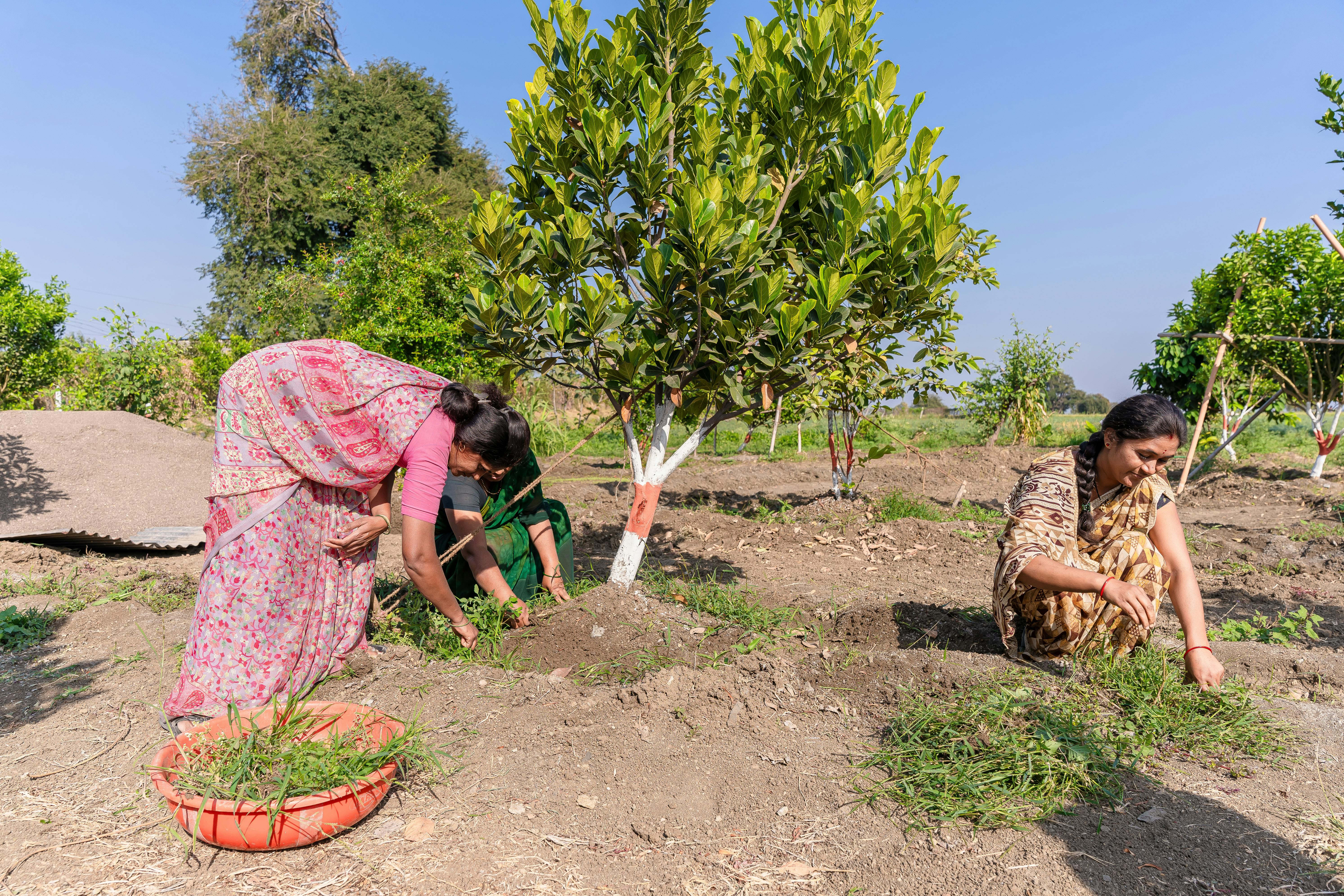 Farmers in India · Free Stock Photo