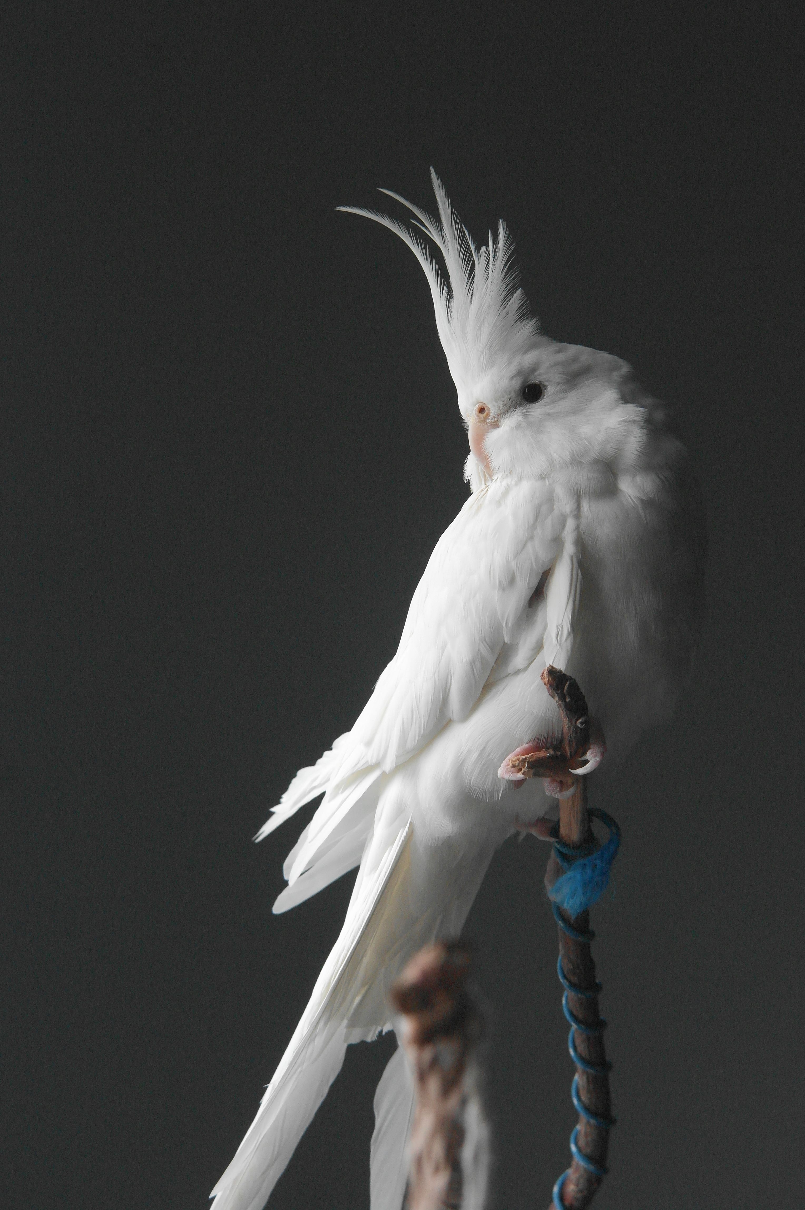 Close-up of a White Cockatiel Sitting on a Branch · Free Stock Photo