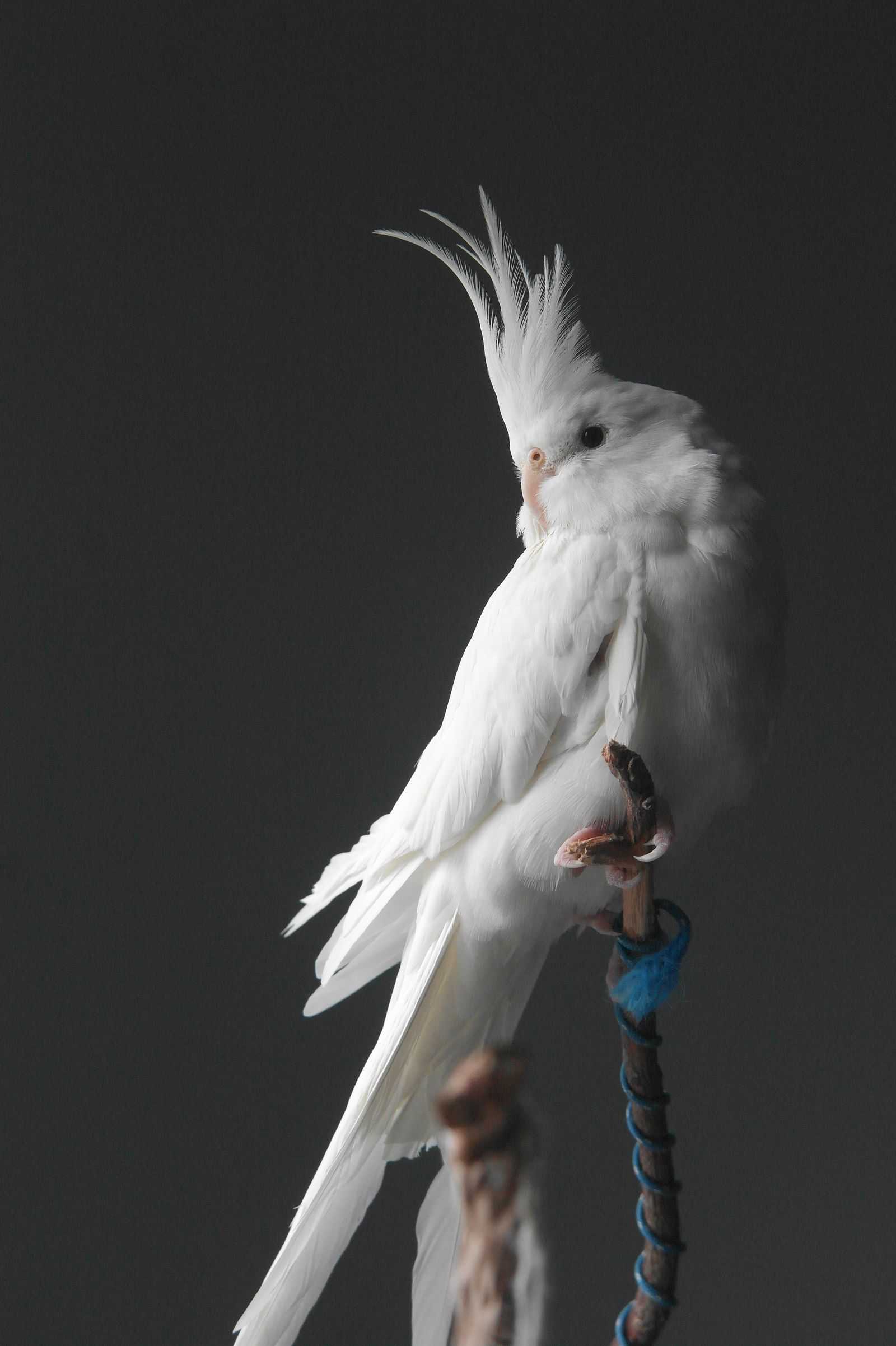Cockatiel Photos, Download The BEST Free Cockatiel Stock Photos & HD Images