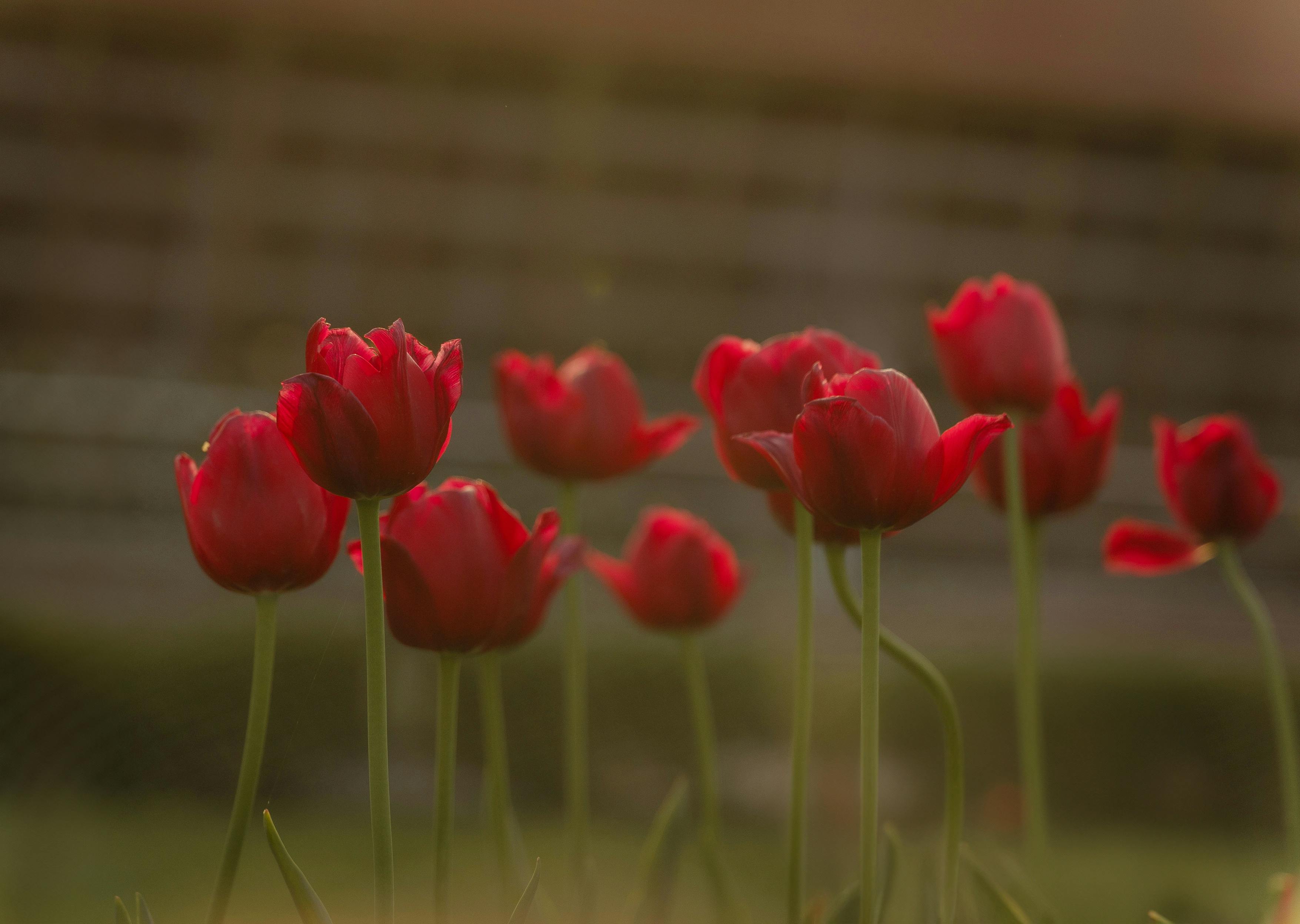 Tulip Photography Photos, Download The BEST Free Tulip Photography ...