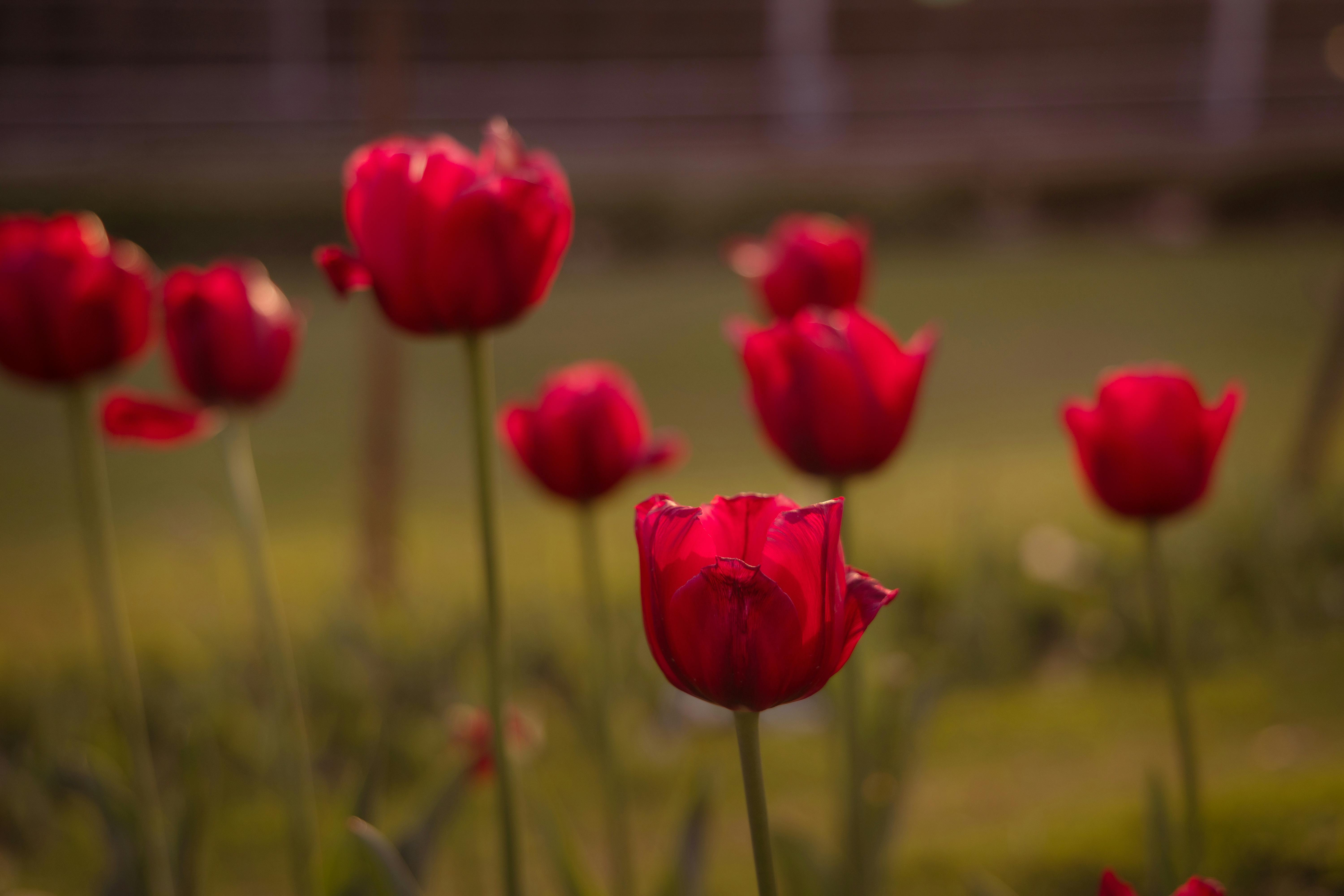 Tulip Photography Photos, Download The BEST Free Tulip Photography ...