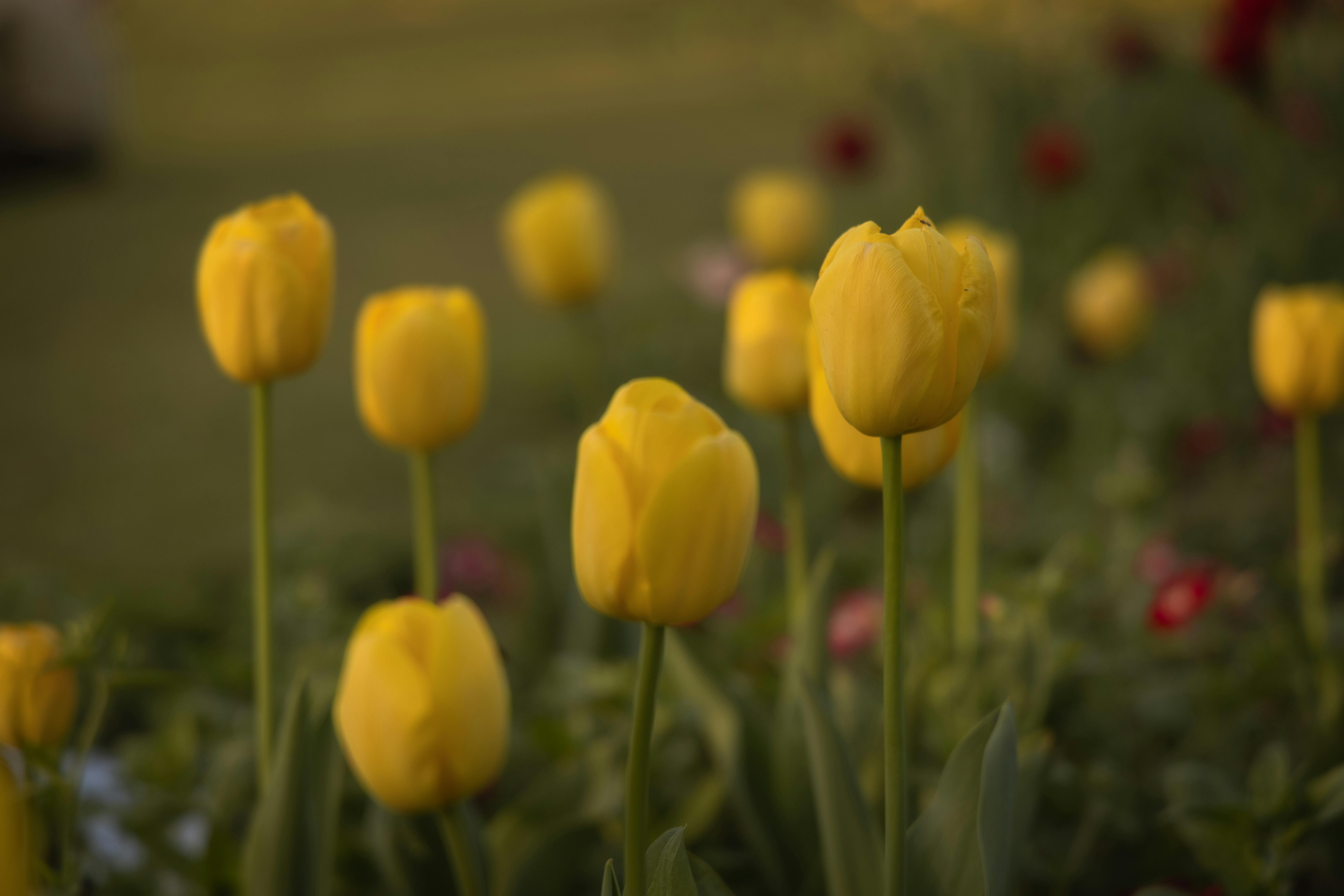 Tulip Photography Photos, Download The BEST Free Tulip Photography ...