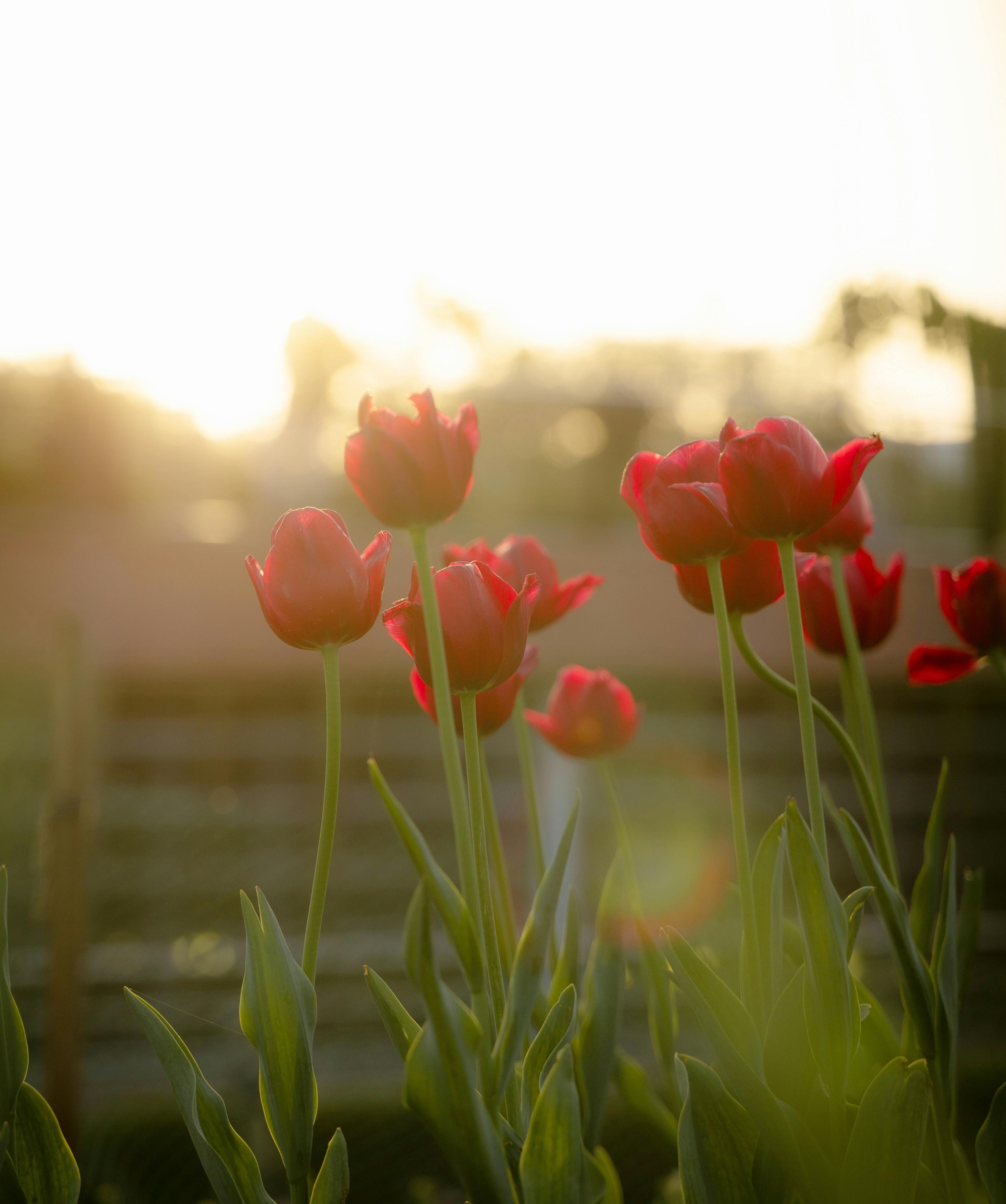 Tulip Photography Photos, Download The BEST Free Tulip Photography ...