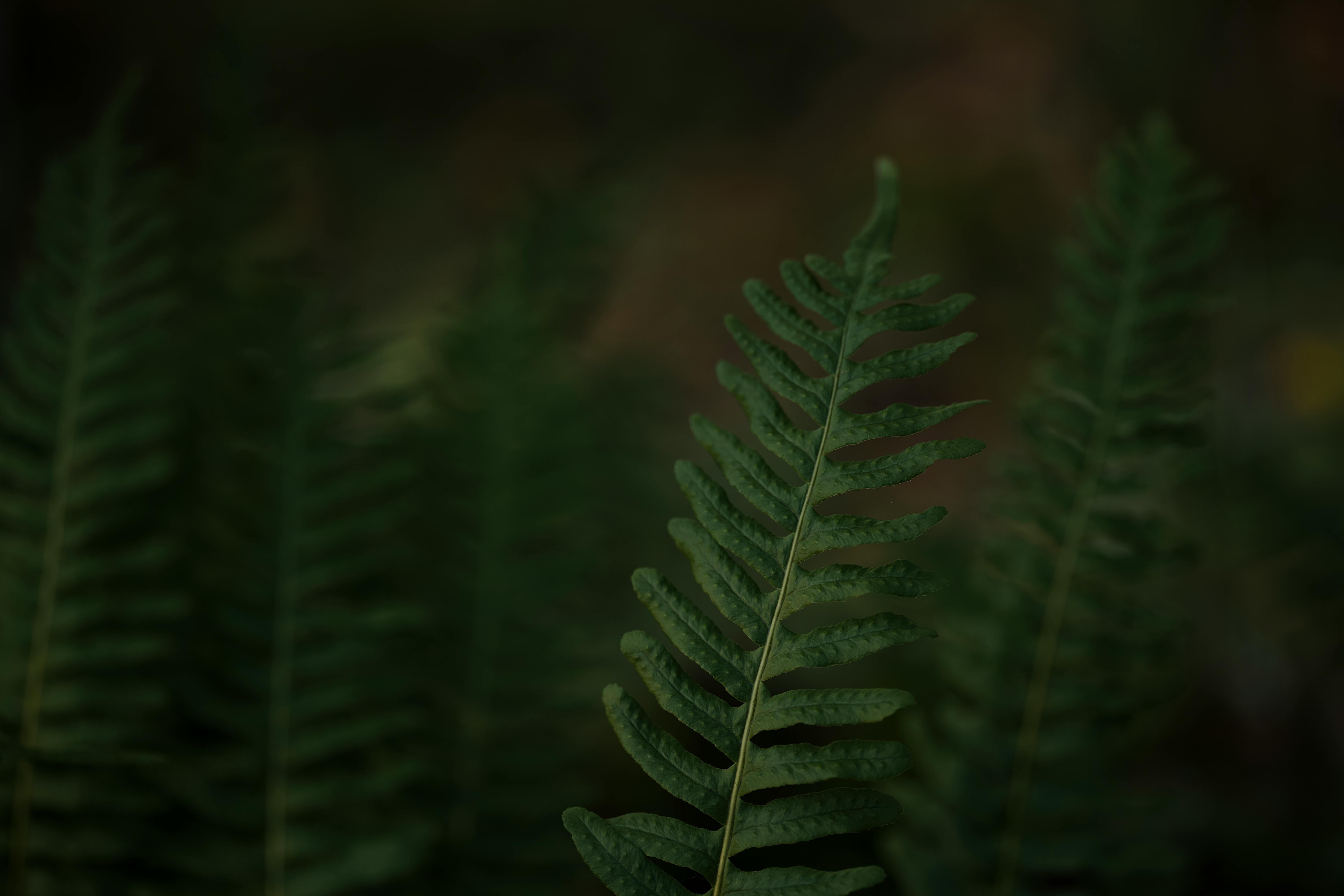 Selective Focus Photography of Green Fern Plant · Free Stock Photo
