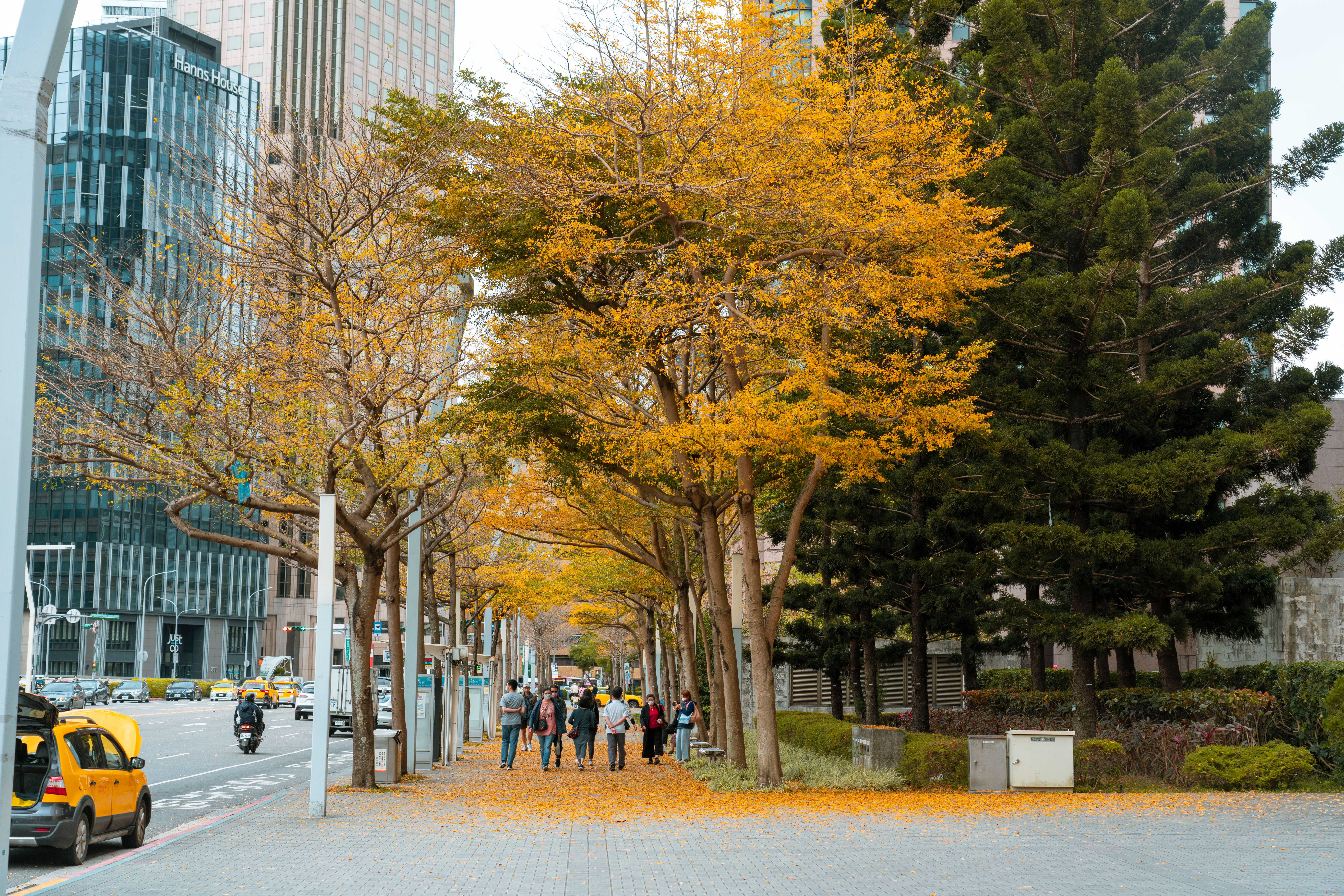 Autumn Trees over Sidewalk in City · Free Stock Photo